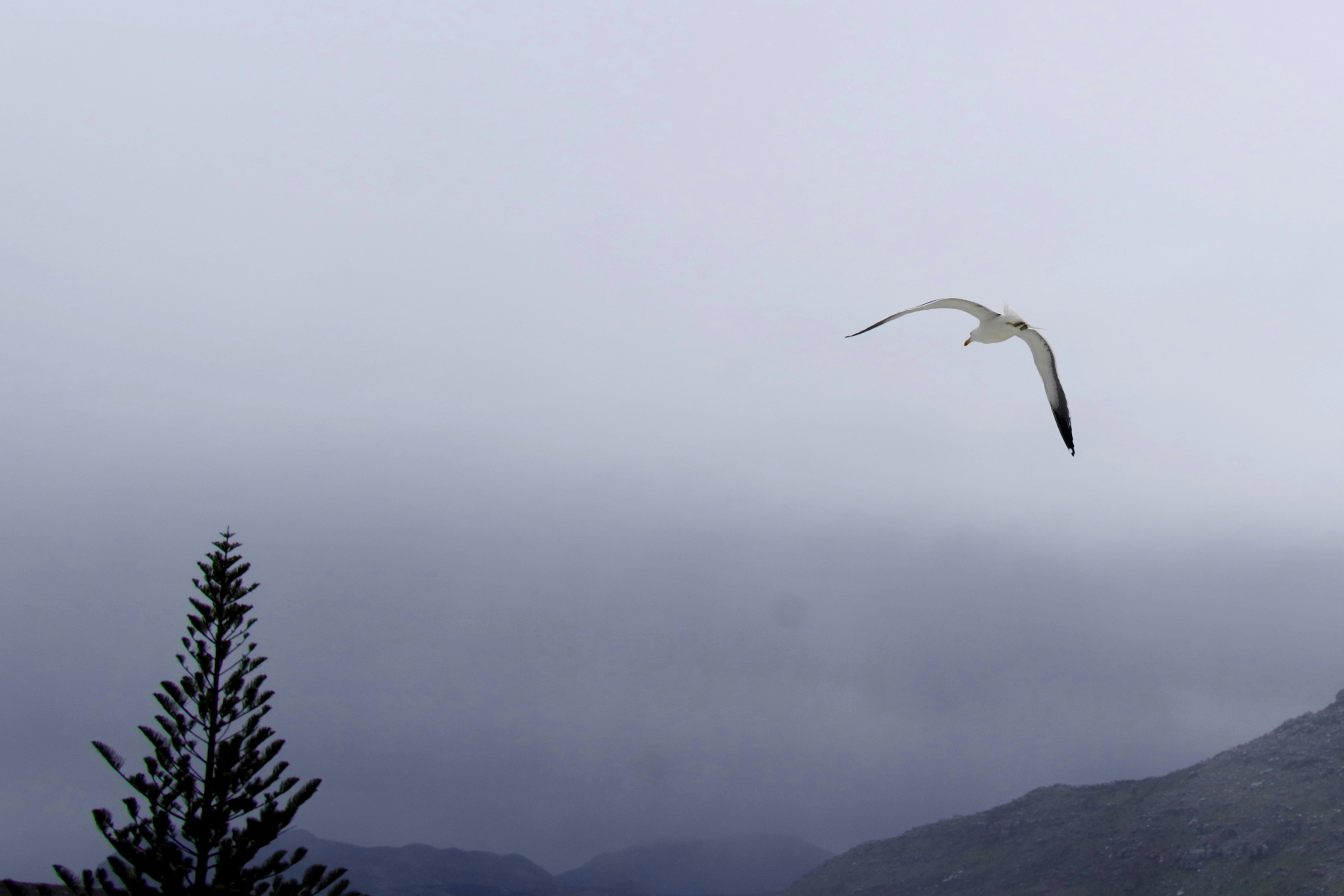 Seagulls at the confluence of the Atlantic Ocean and the Indian Ocean. Western Cape Province, South Africa | A seagull flies over misty mountains and trees.