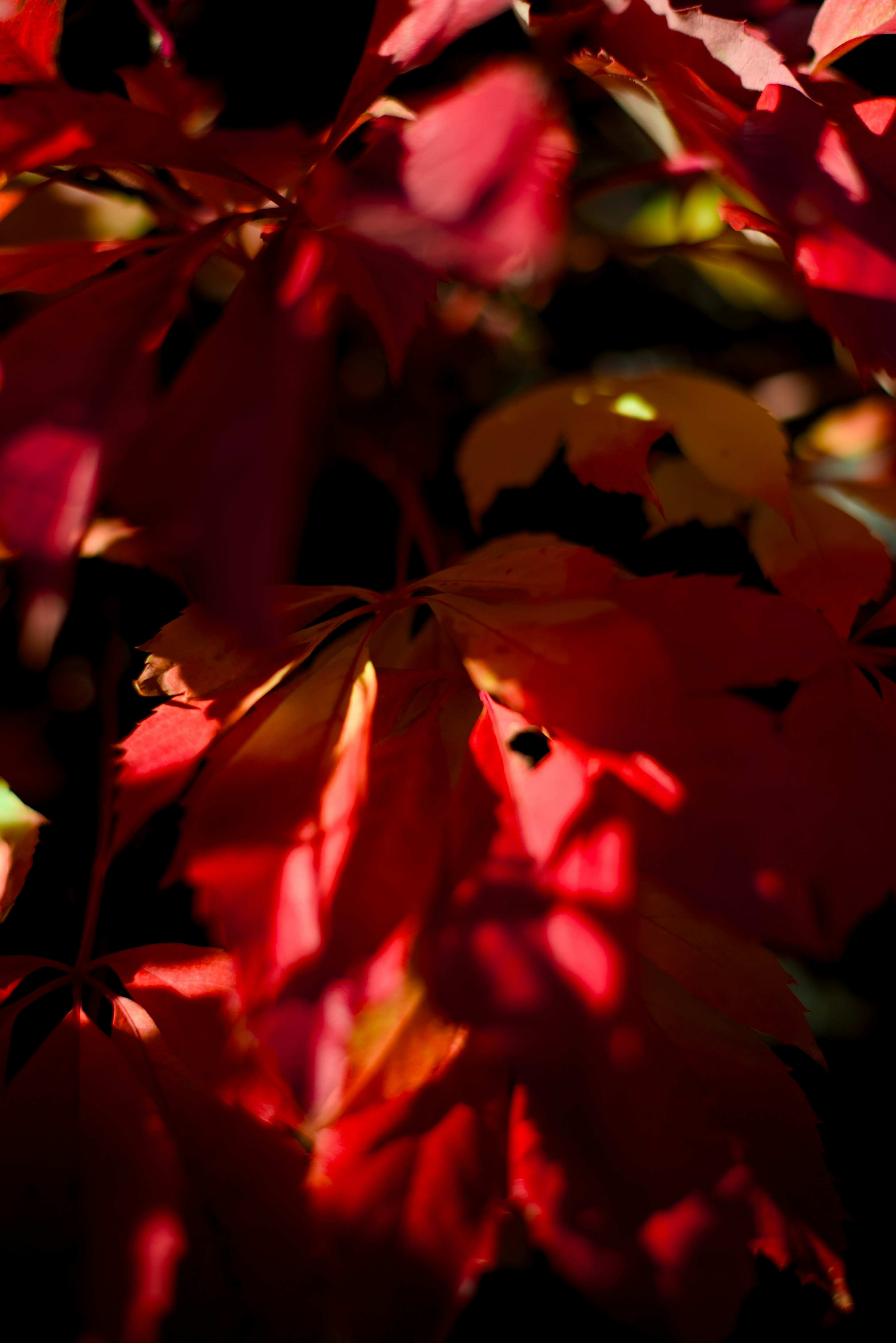 Crimson Whispers of Autumn