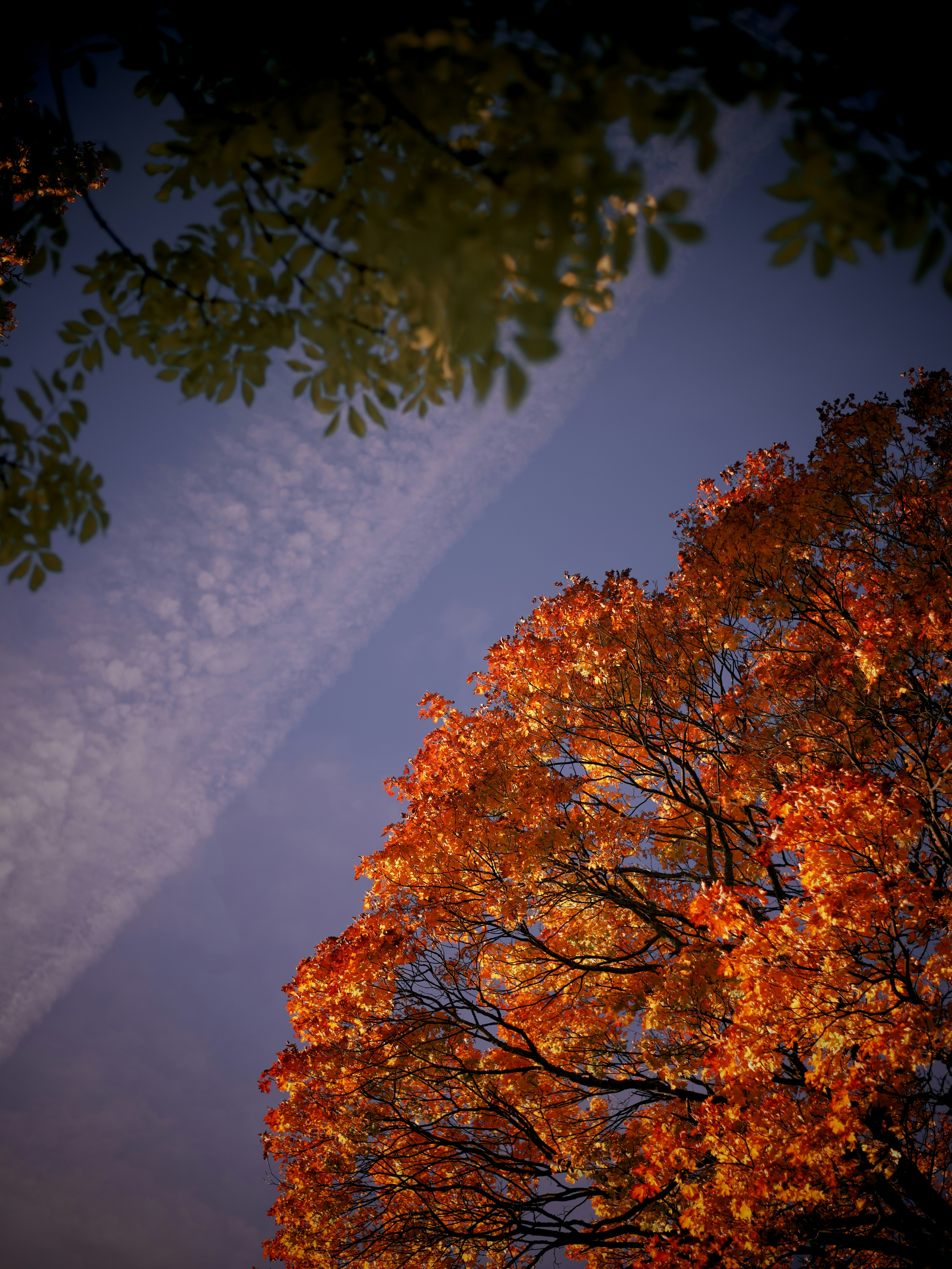 Autumn's Embrace: A Canopy of Color