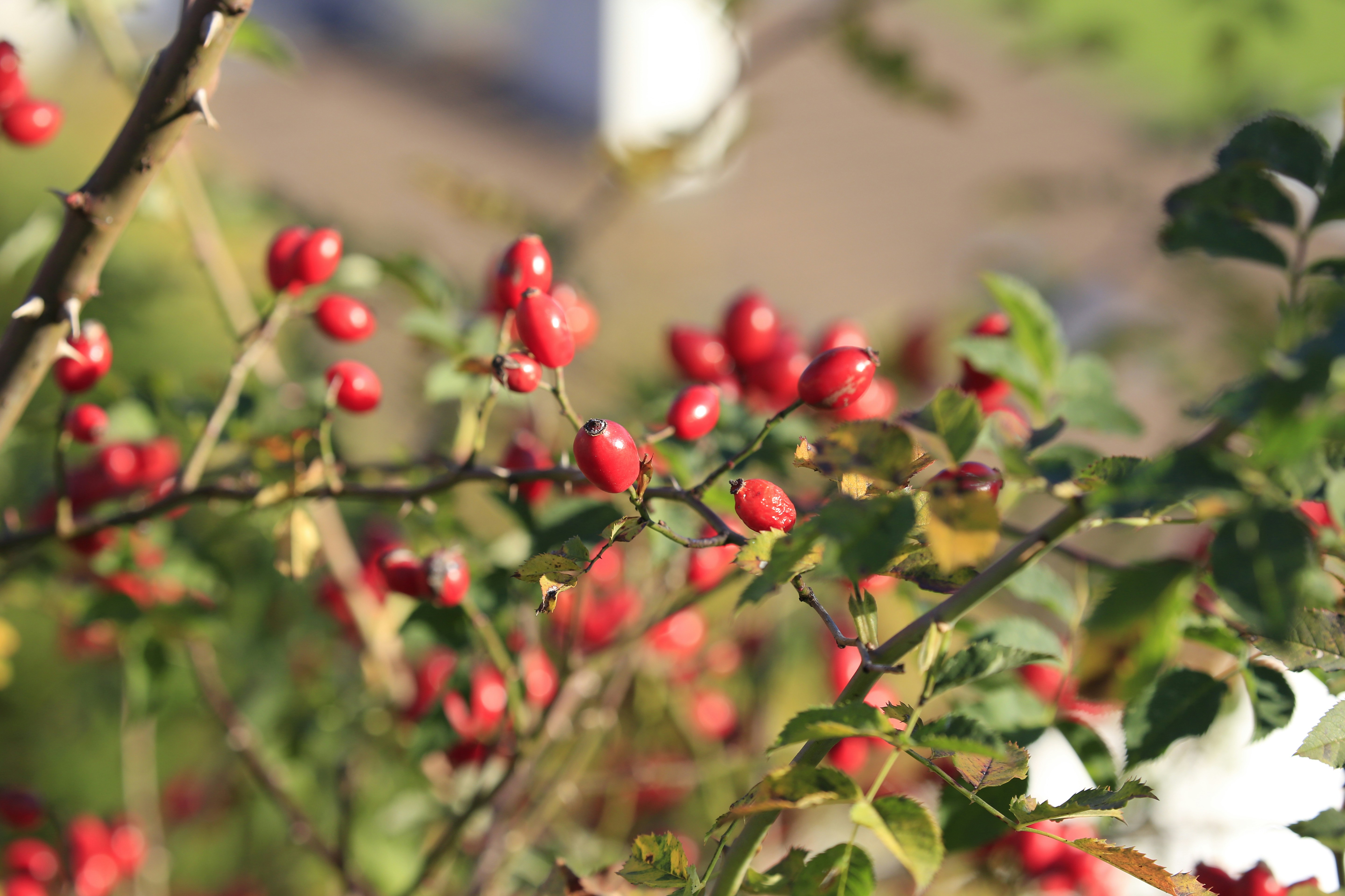 Red rose hips on a thorny branch in sunlight.