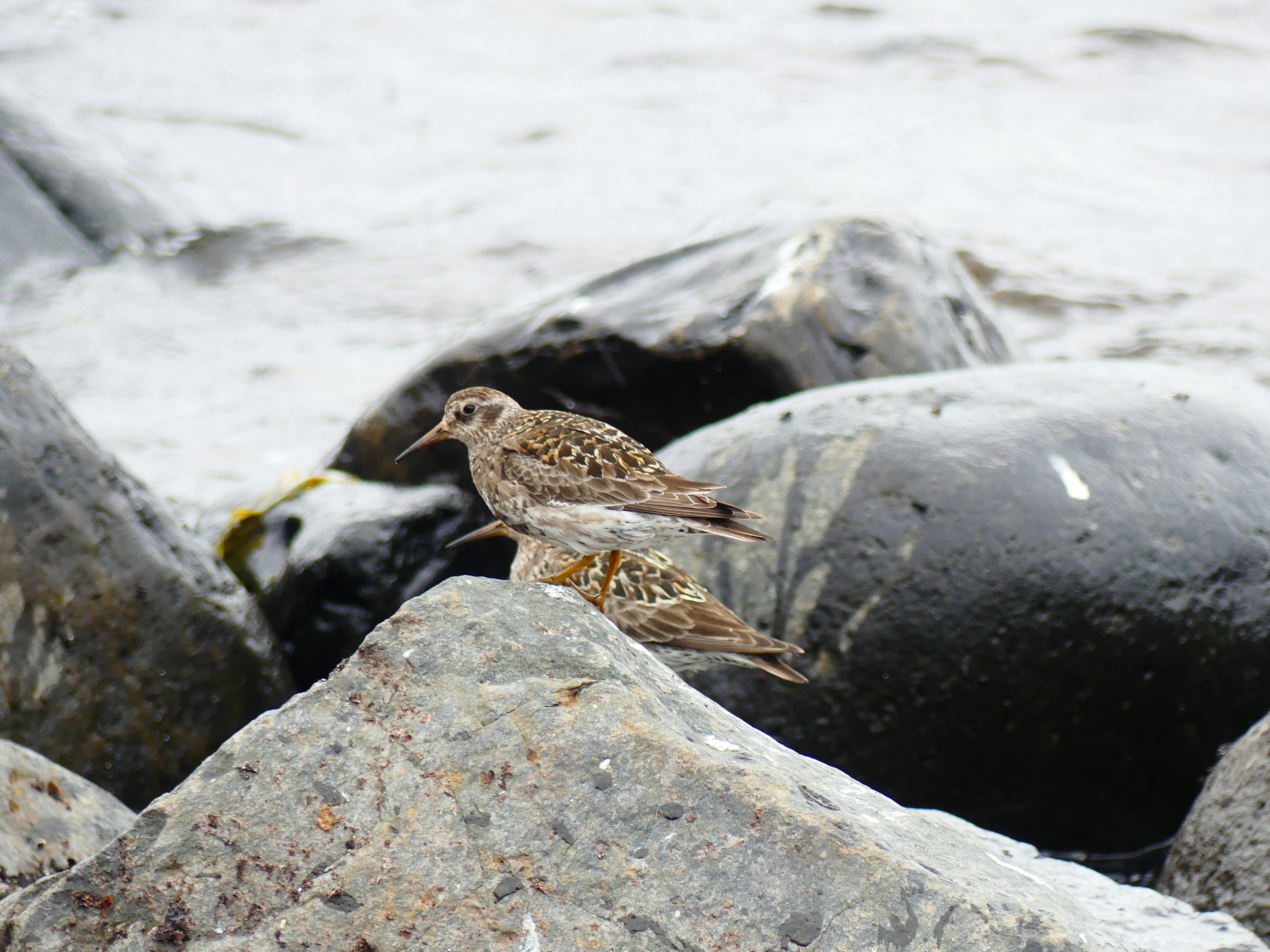 Coastal Sentinel: A Shorebird's Vigil