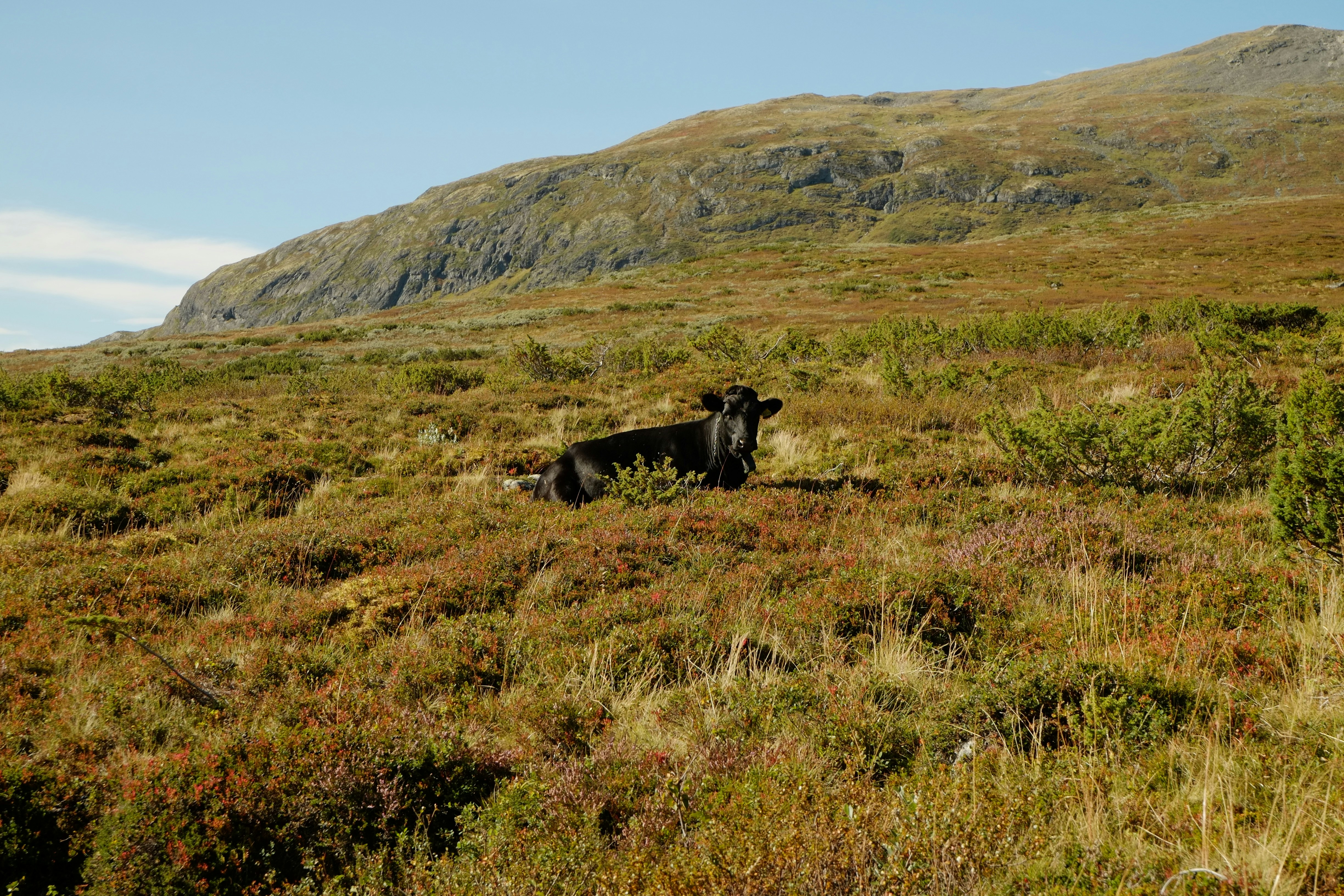 Serene Pastoral Moment: A Cow's Retreat