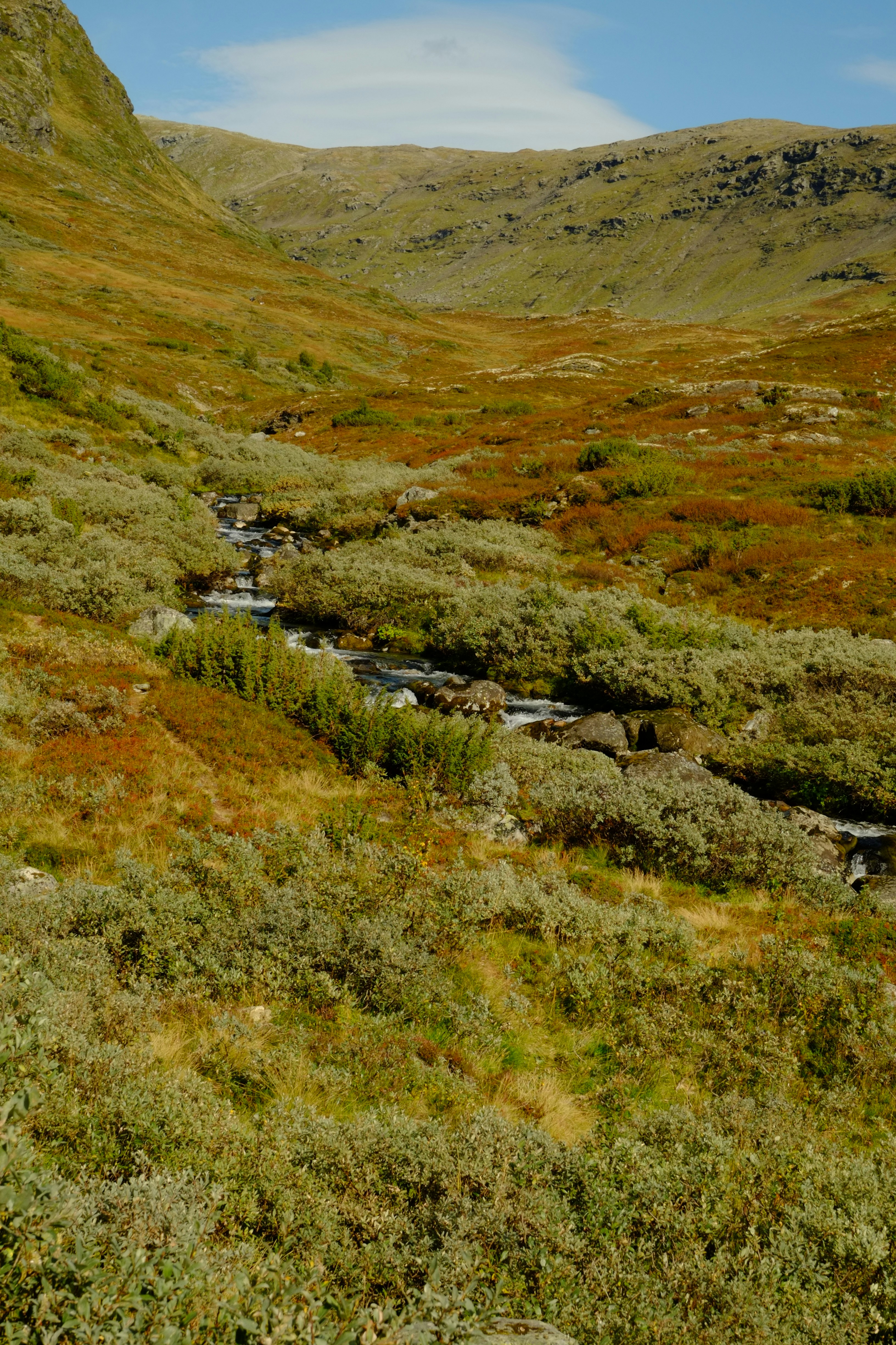 A tranquil valley scene featuring a meandering stream surrounded by lush greenery and vibrant autumn foliage.