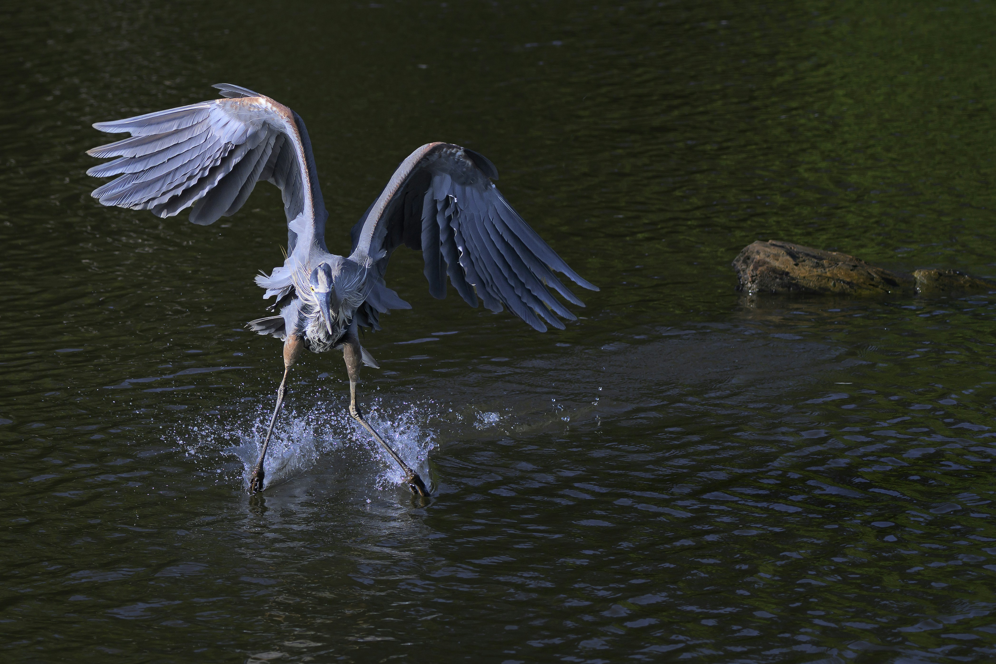 Great Blue Heron | A great blue heron takes flight from water.