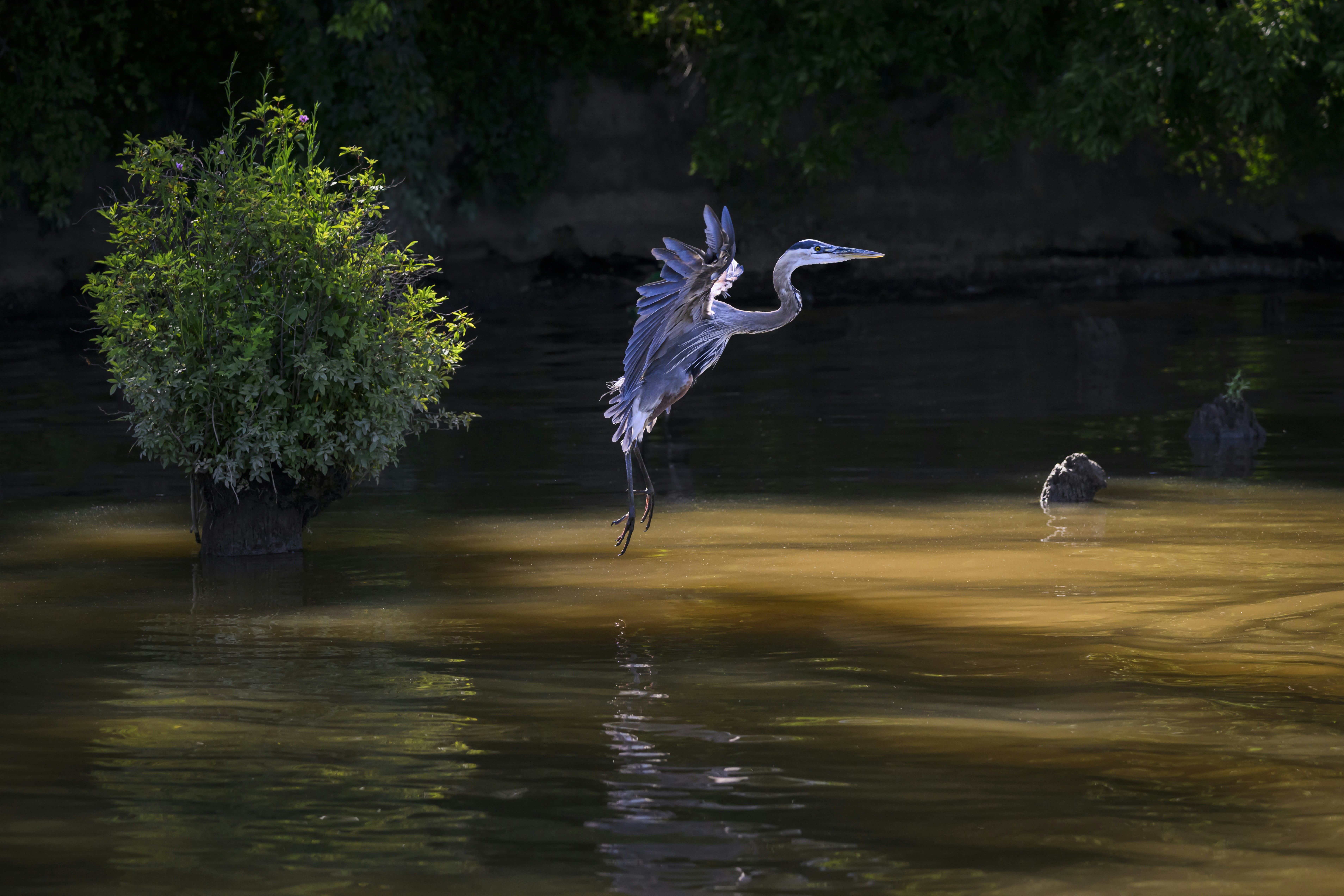A great blue heron taking flight from water