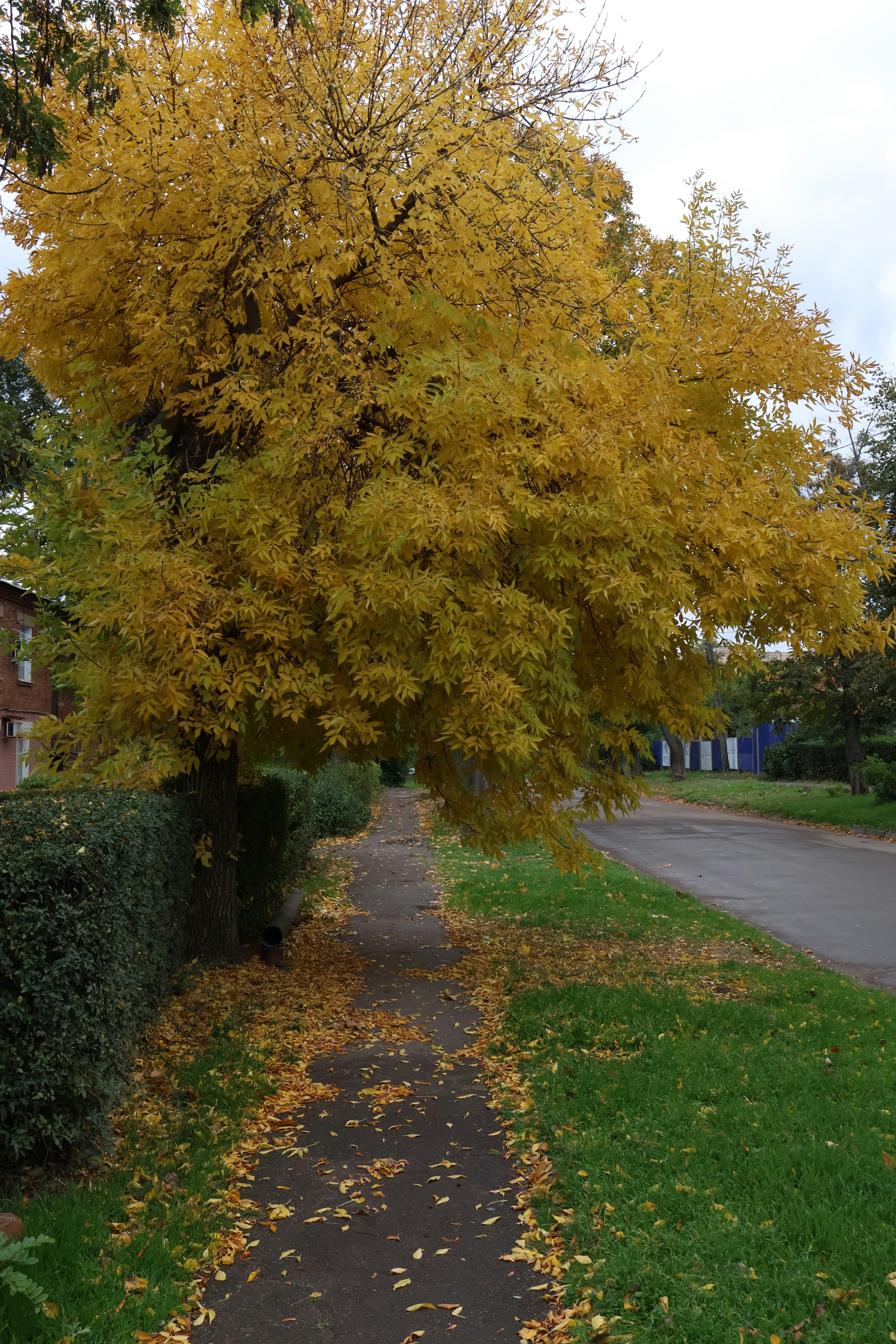 Golden Canopy Over a Quiet Pathway