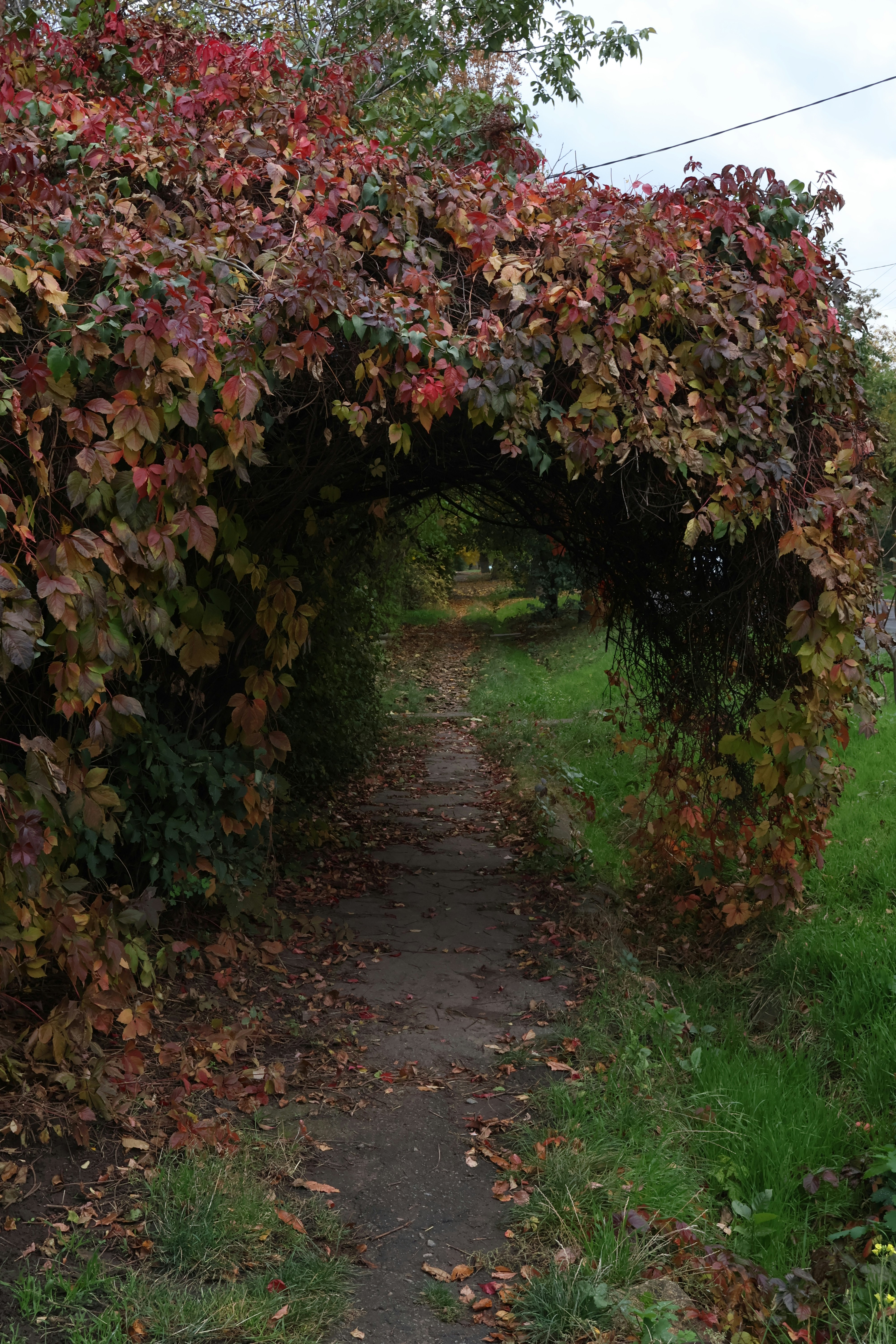 Nature's Archway: A Path Through Autumn's Embrace