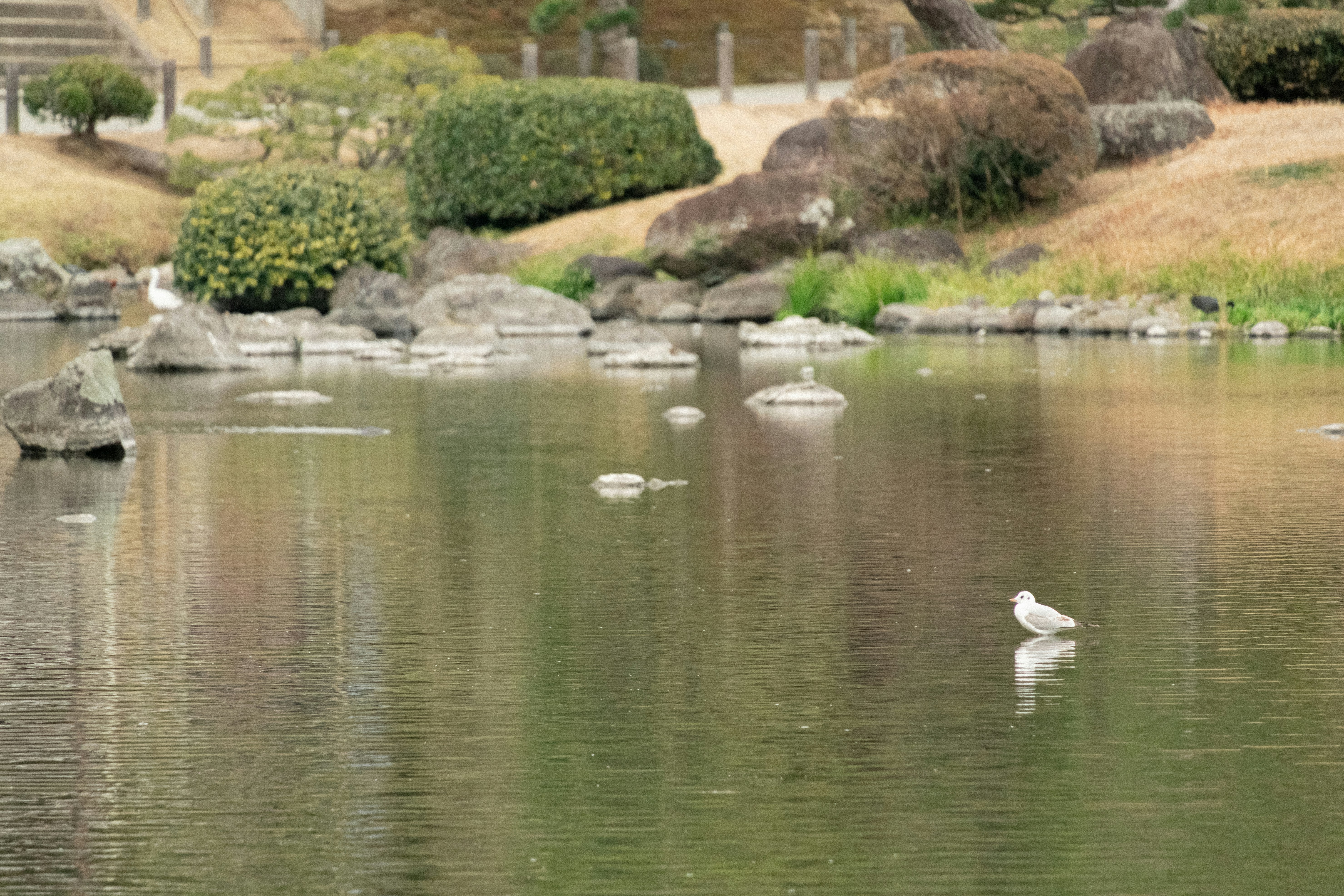 A solitary bird stands gracefully on the calm surface of a serene pond, surrounded by lush greenery and smooth stones.