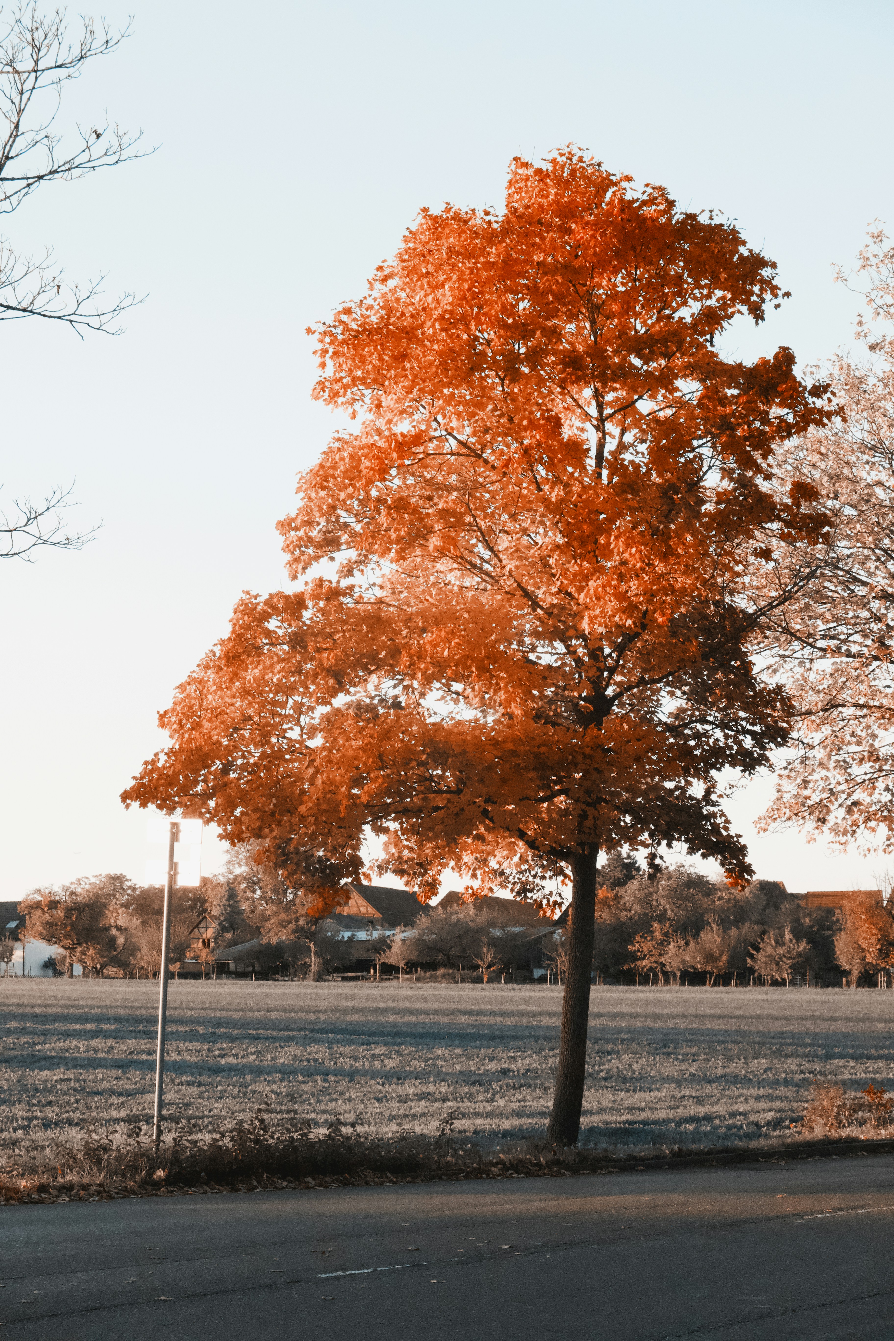 All greens turned gray to let the red tree breathe. | A vibrant tree with orange leaves in autumn