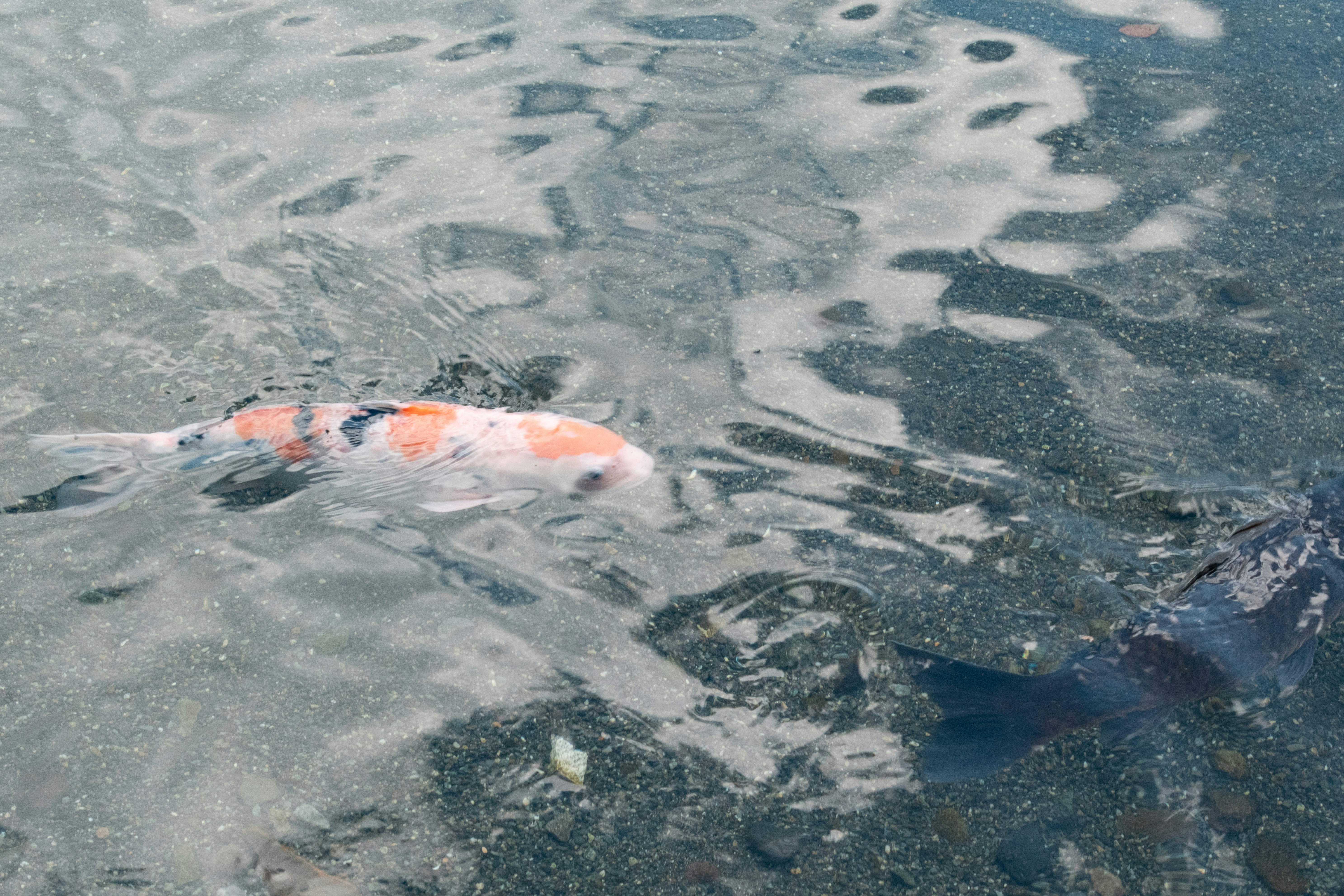 Koi Glide Through Glassy Pond Ripples