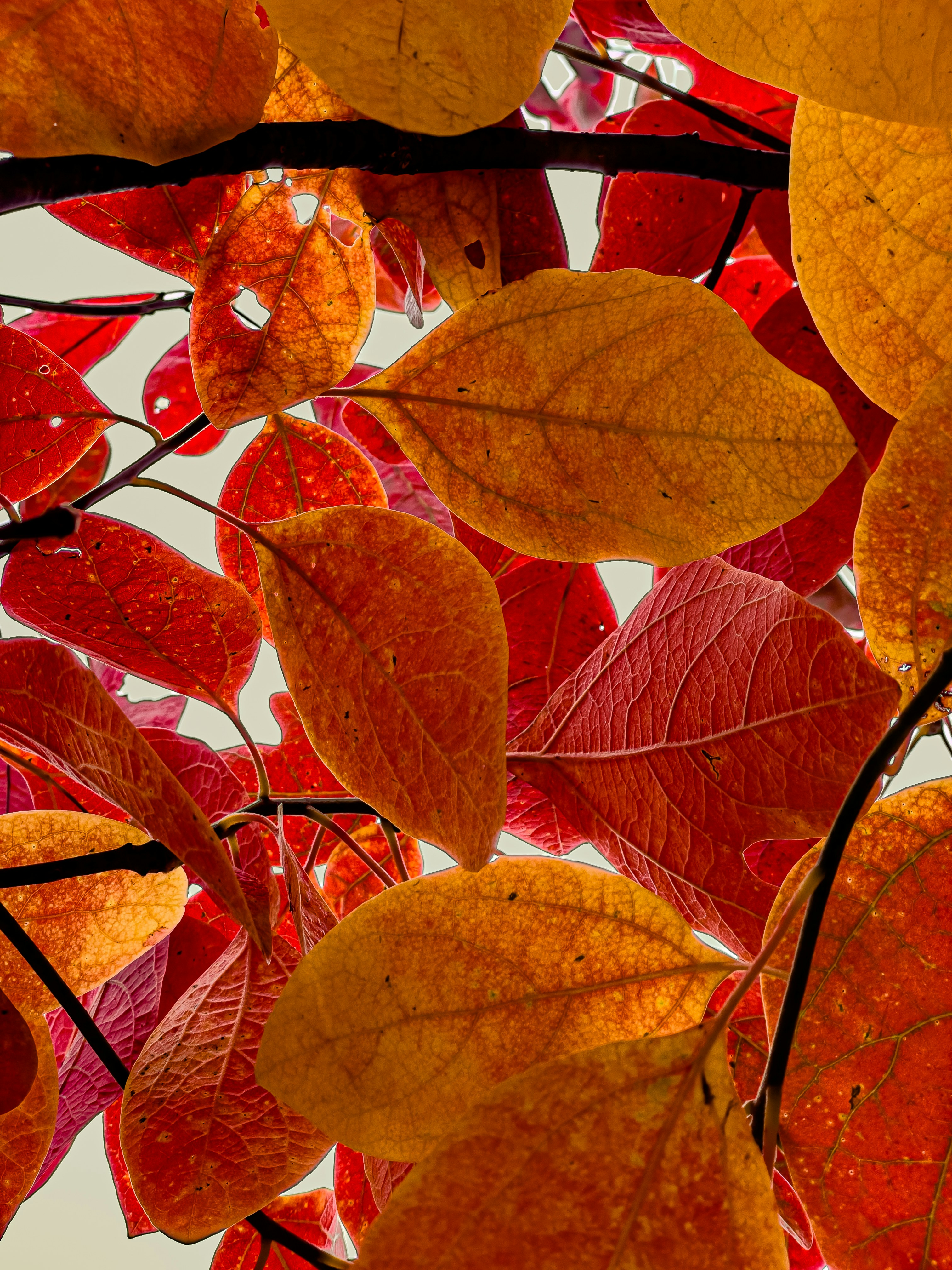 Ember Veins in a Backlit Tangle of Autumn Leaves
