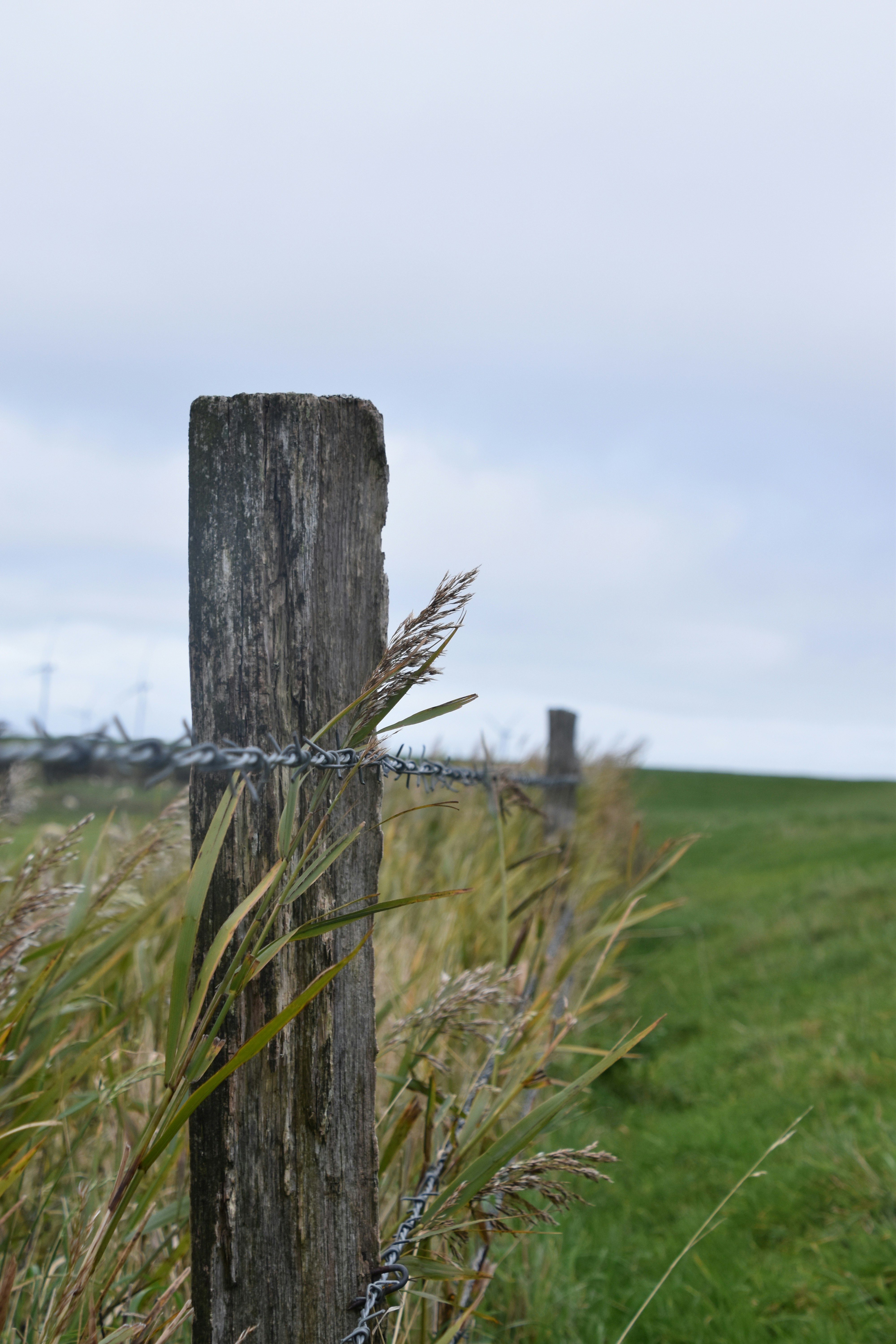 Wooden fence post with barbed wire and grass.