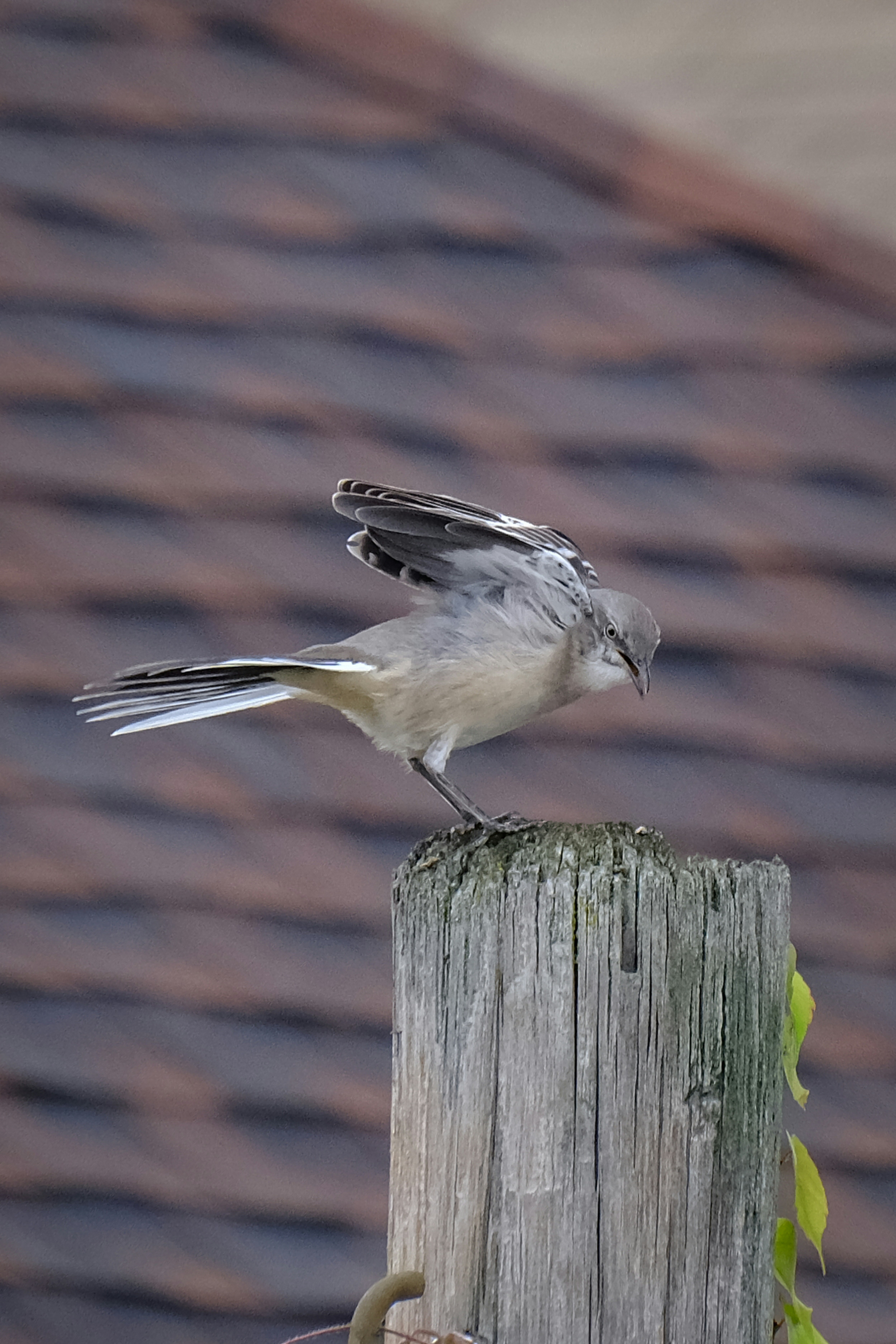 A Moment of Stillness: The Curious Mockingbird