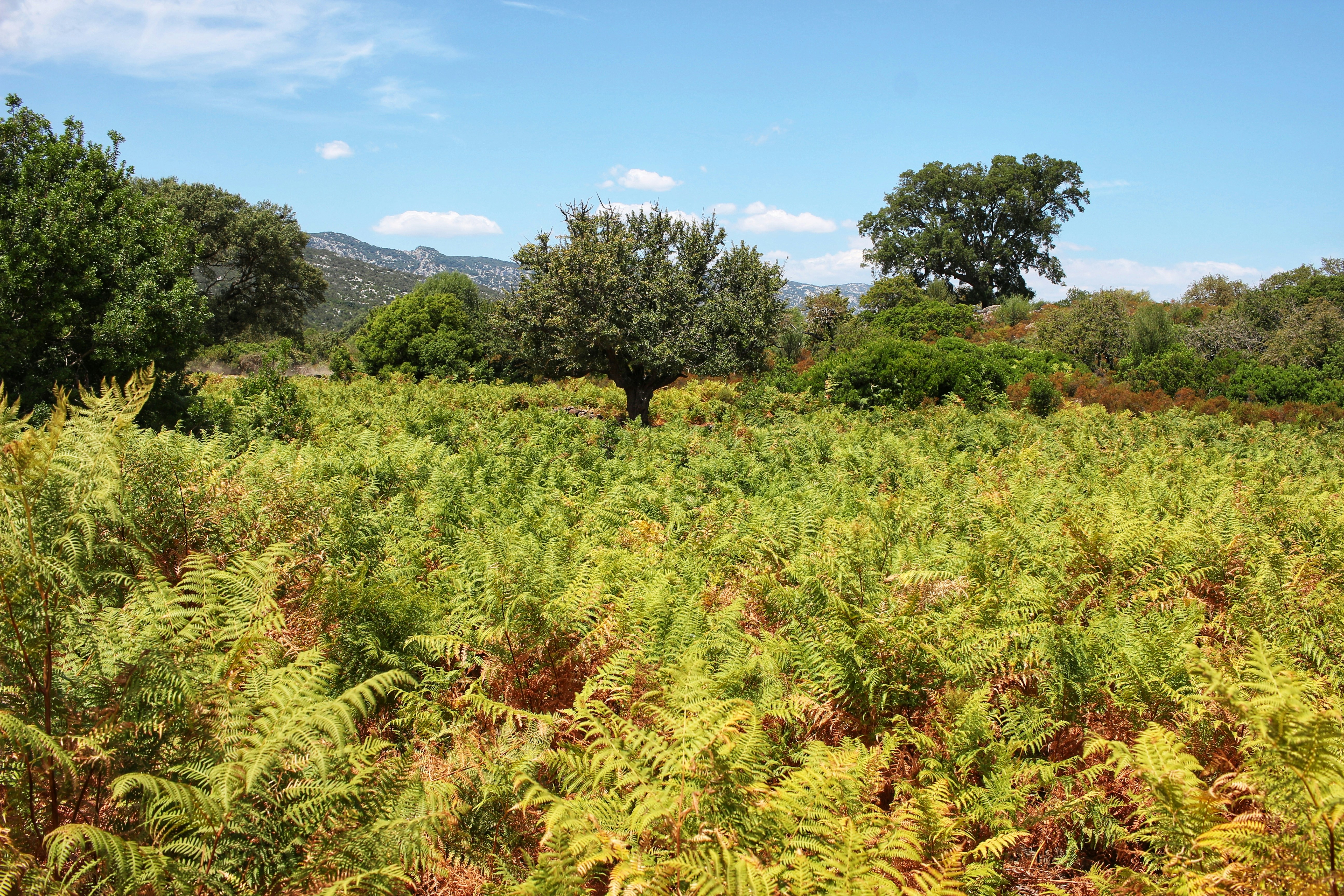 Verdant Serenity: A Glimpse into Nature's Canvas