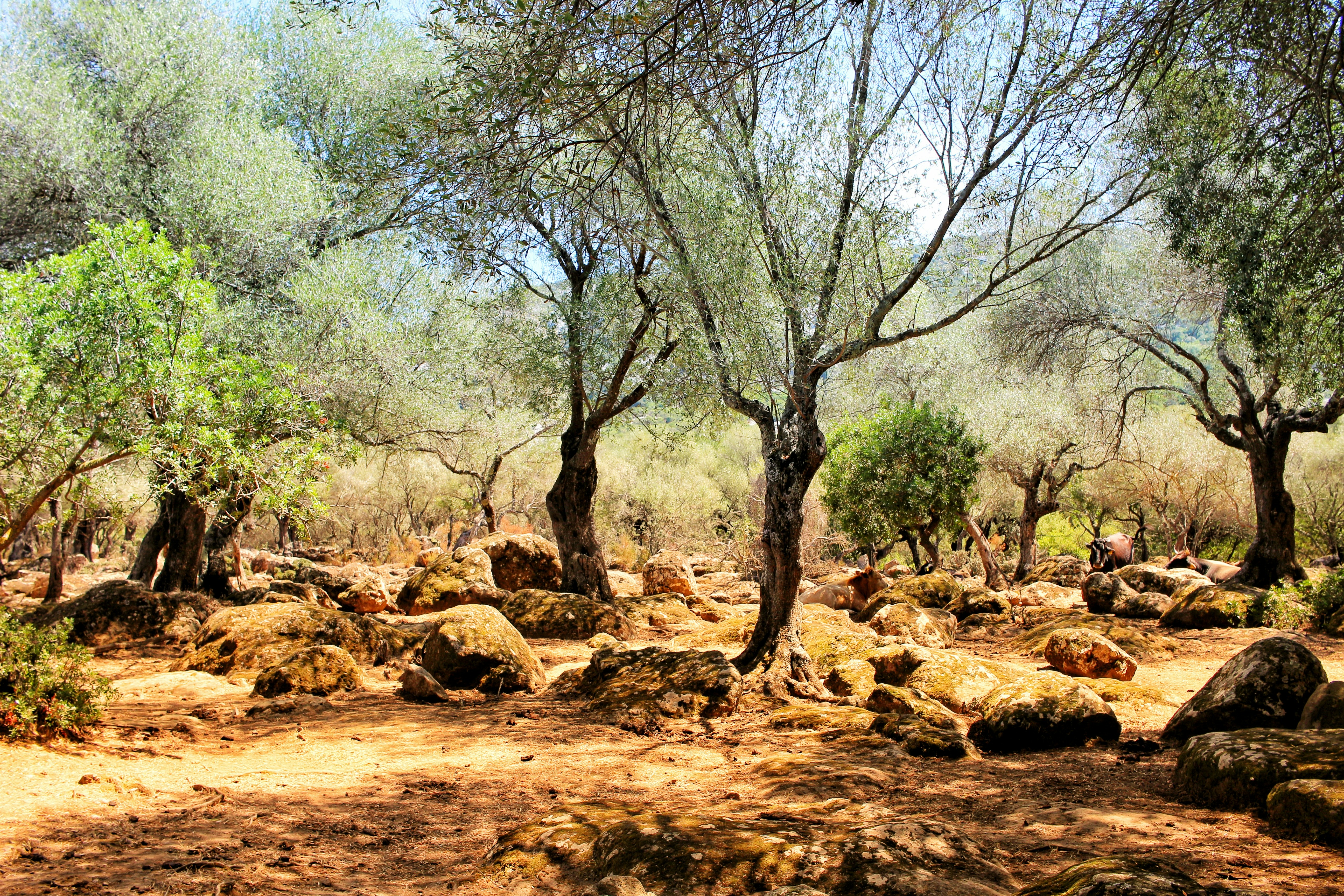 Whispers of the Olive Grove