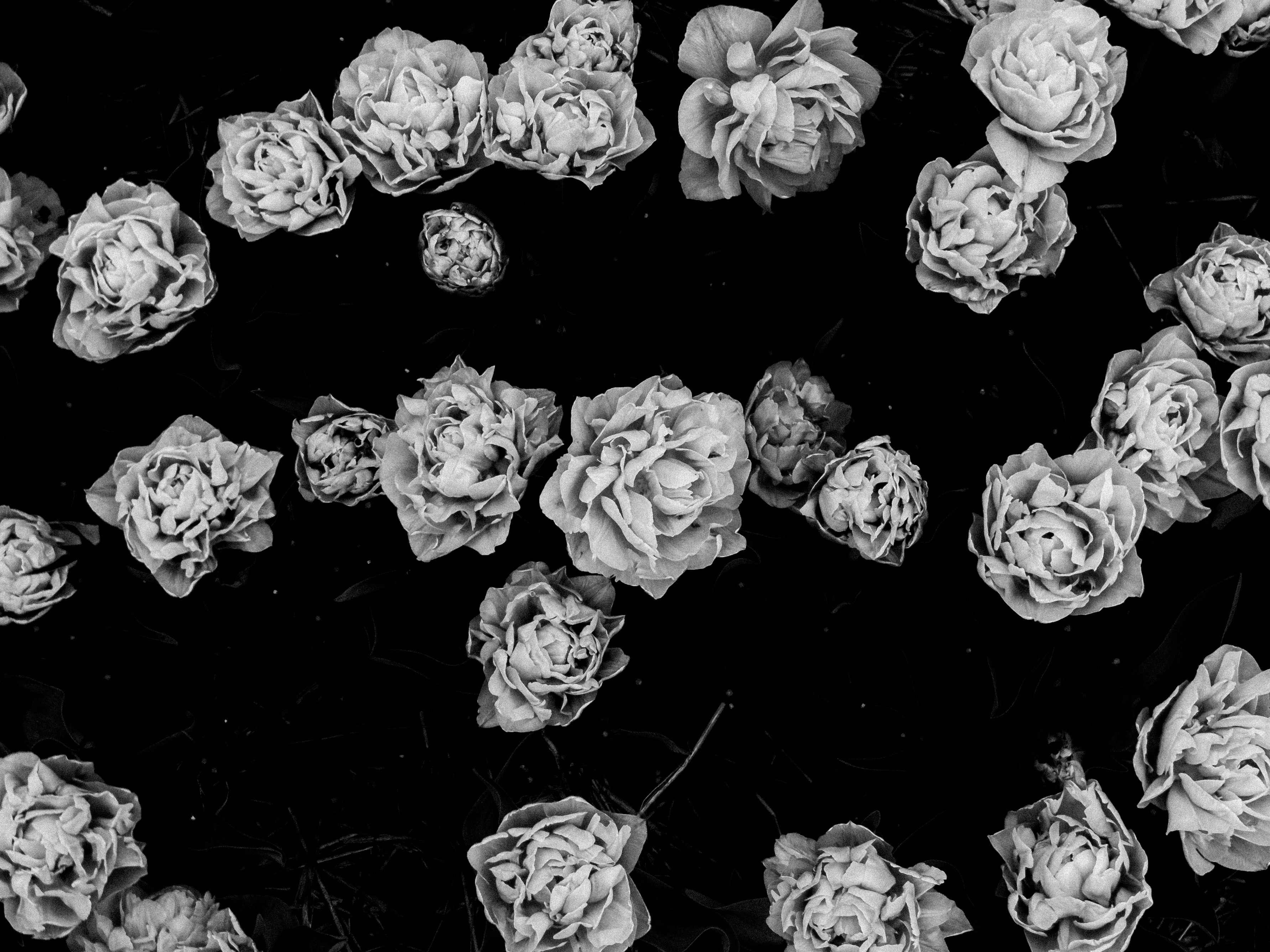 Scattered delicate flowers on a dark background.