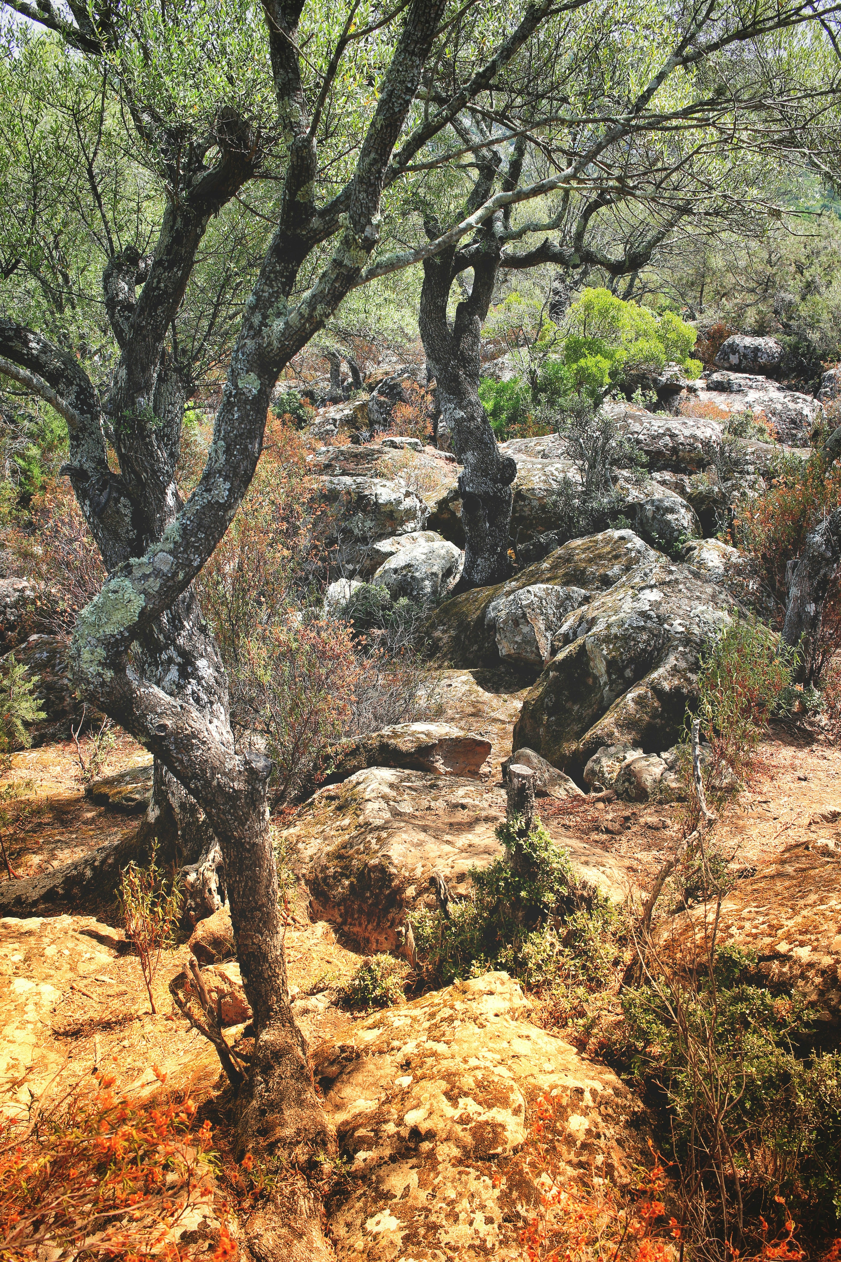Whispers of the Ancient Landscape
