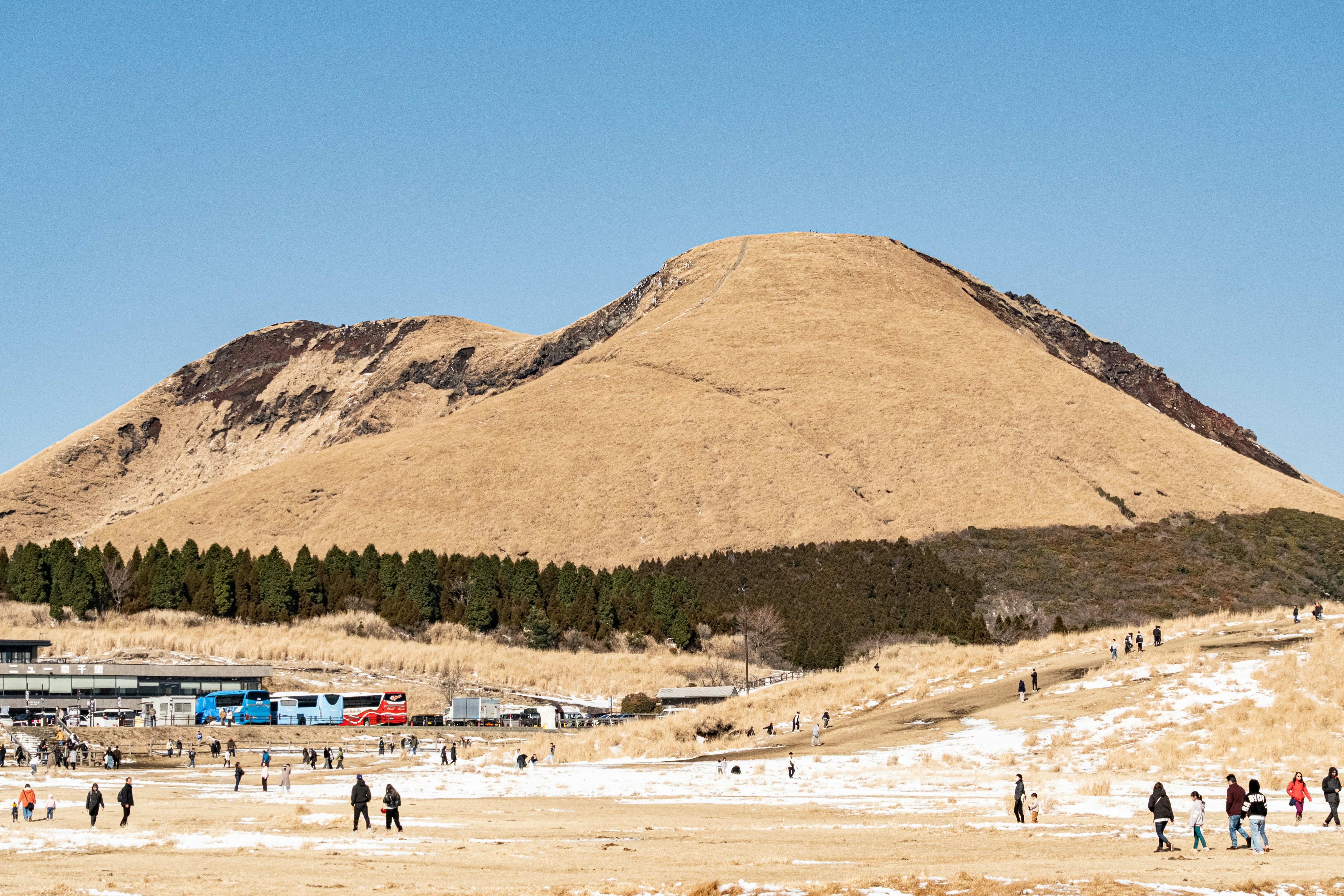 The Golden Summit: Nature’s Gentle Giant