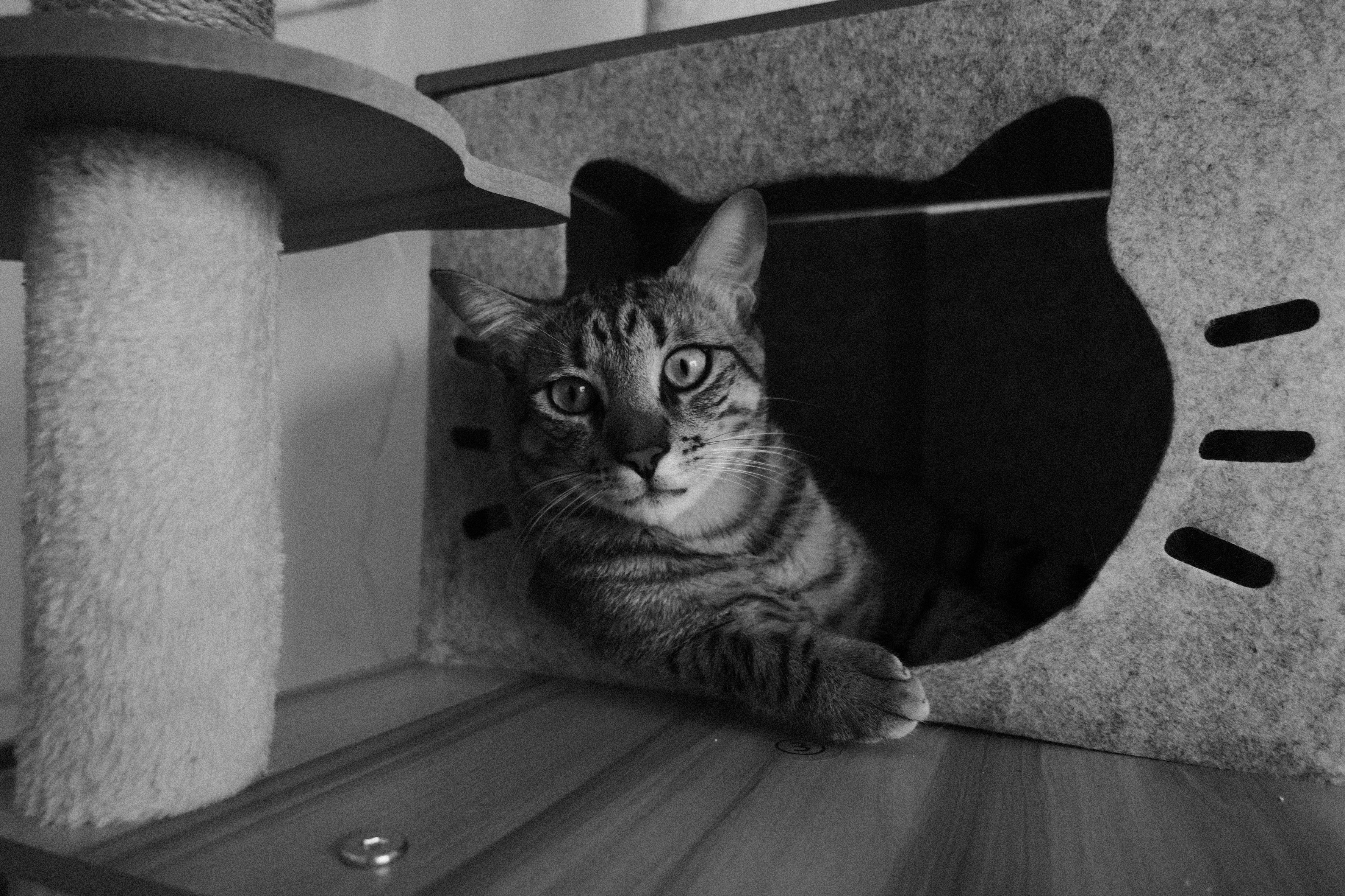 Whiskered Watcher in a Cozy Nook