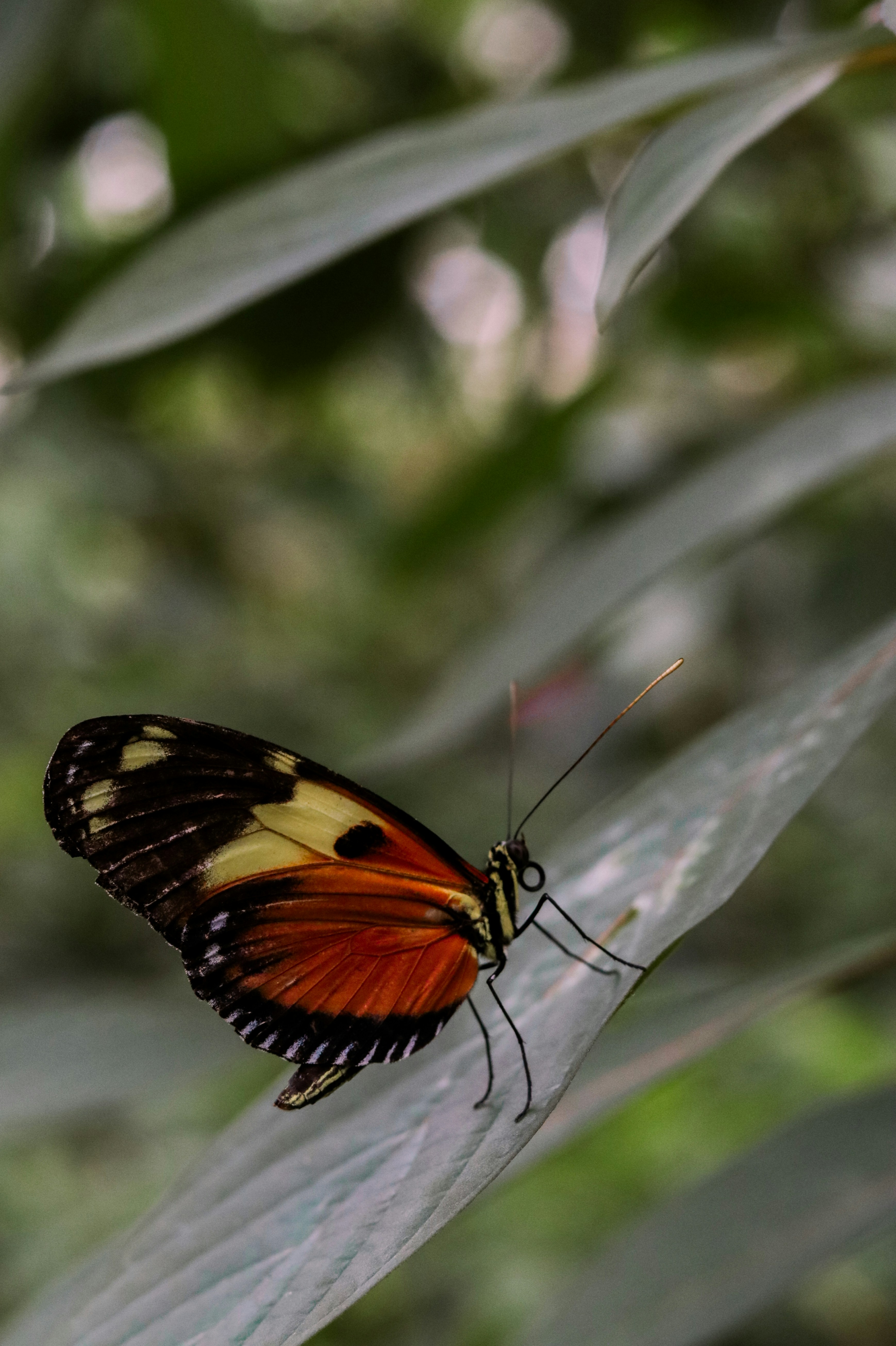 A colorful butterfly rests on a large green leaf.