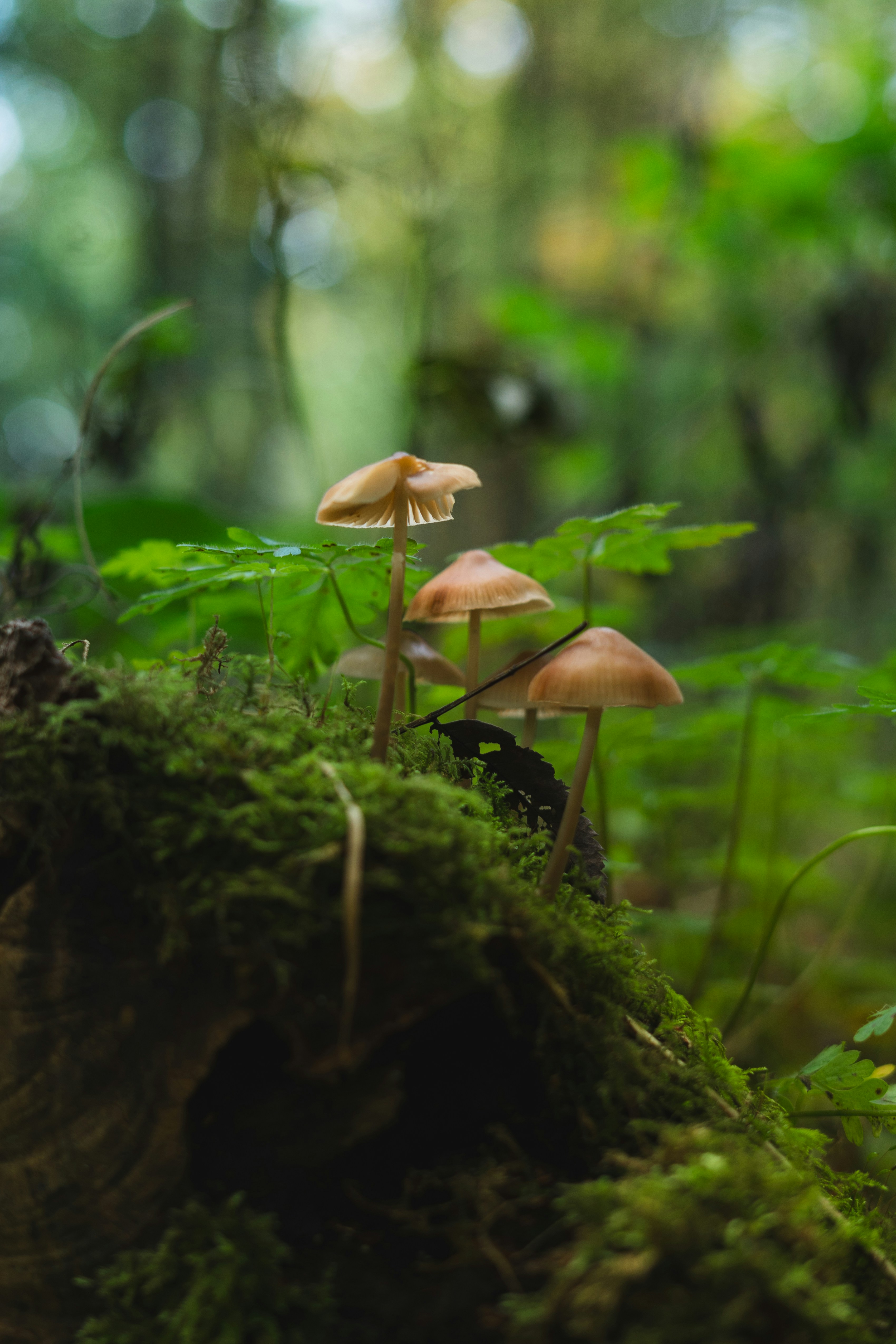 Mushrooms growing on a mossy log in a forest