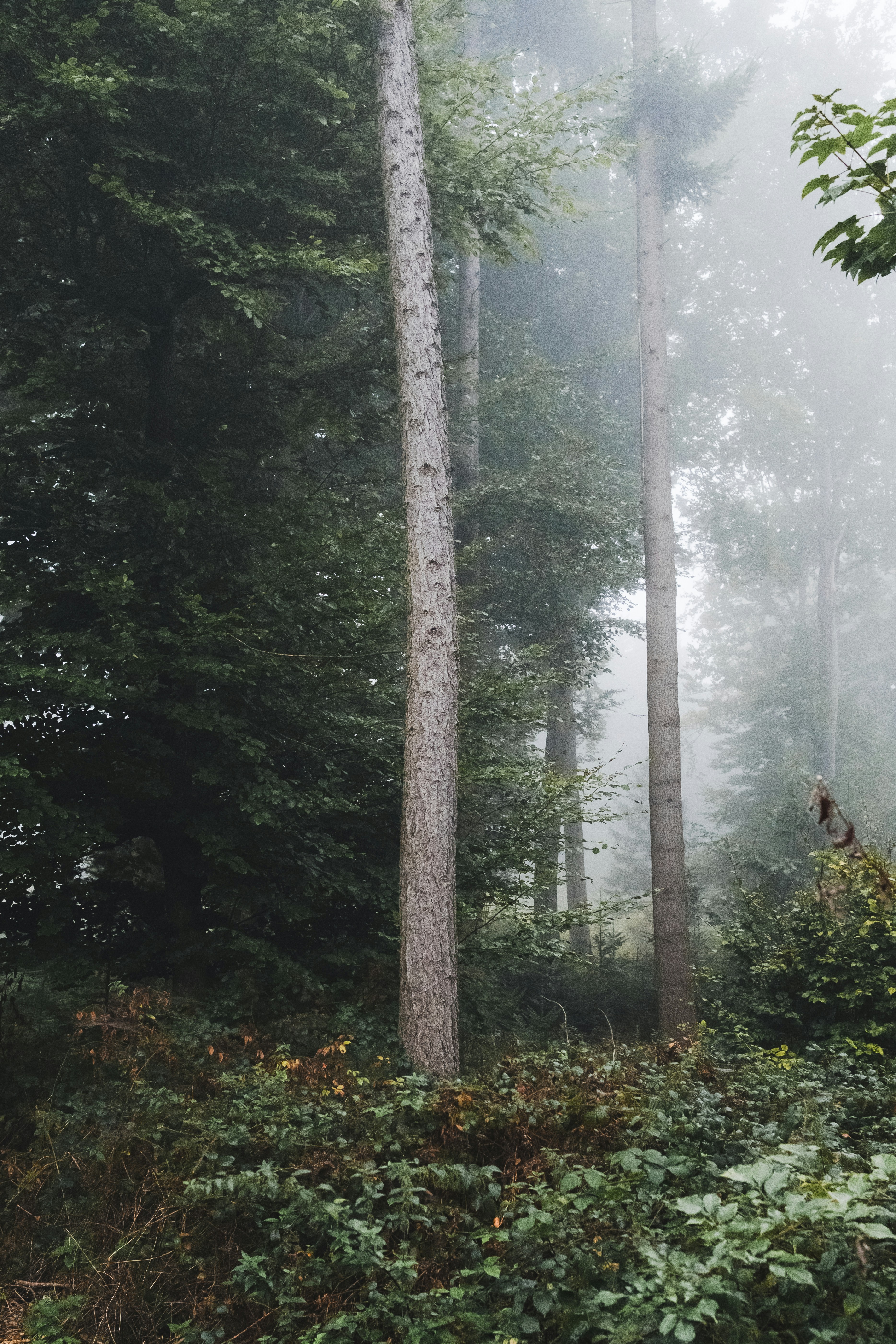 Tall trees in a foggy forest with lush undergrowth.