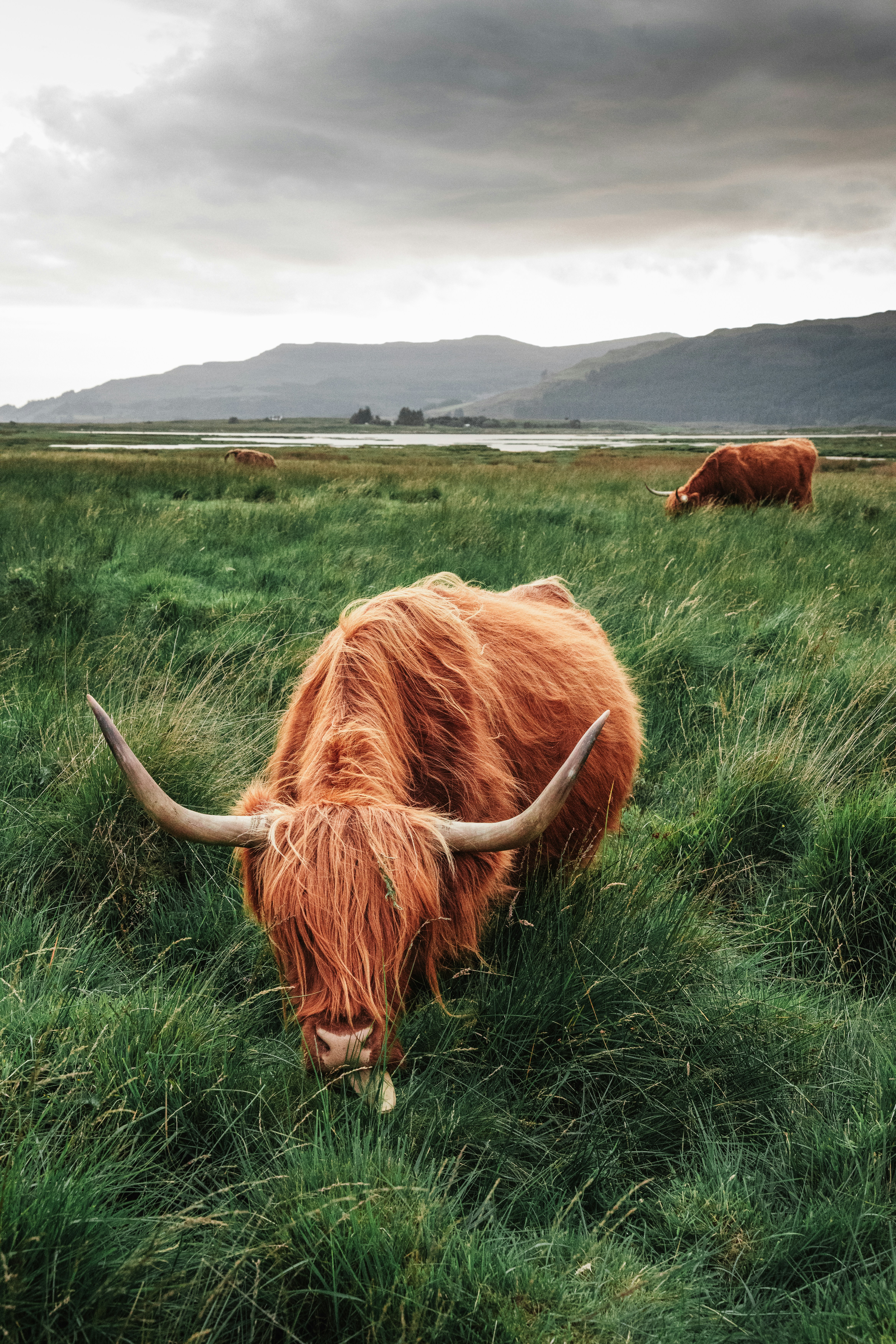 Highland Harmony: Grazing in the Mist