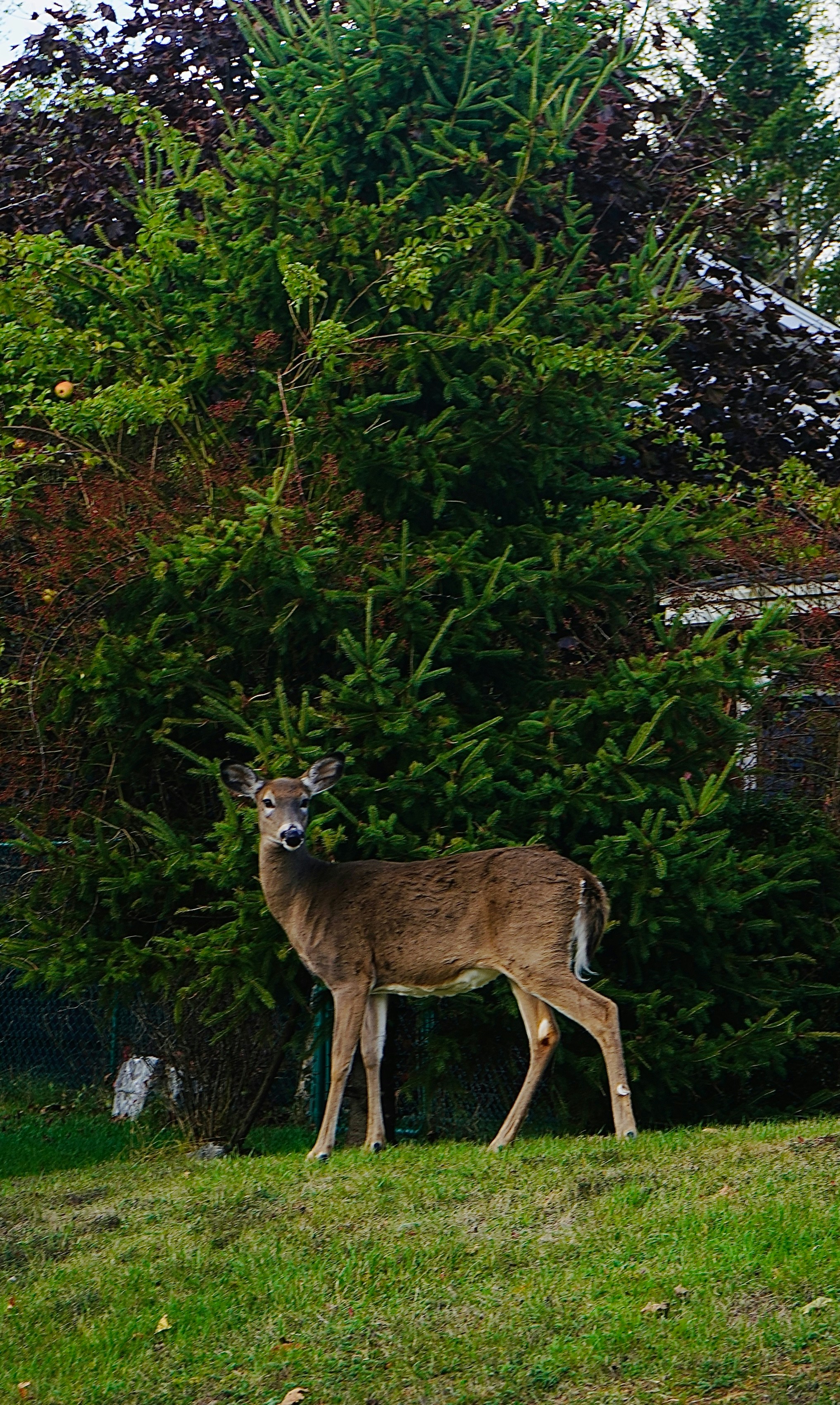 Graceful Encounter: A Deer Amidst Nature's Palette