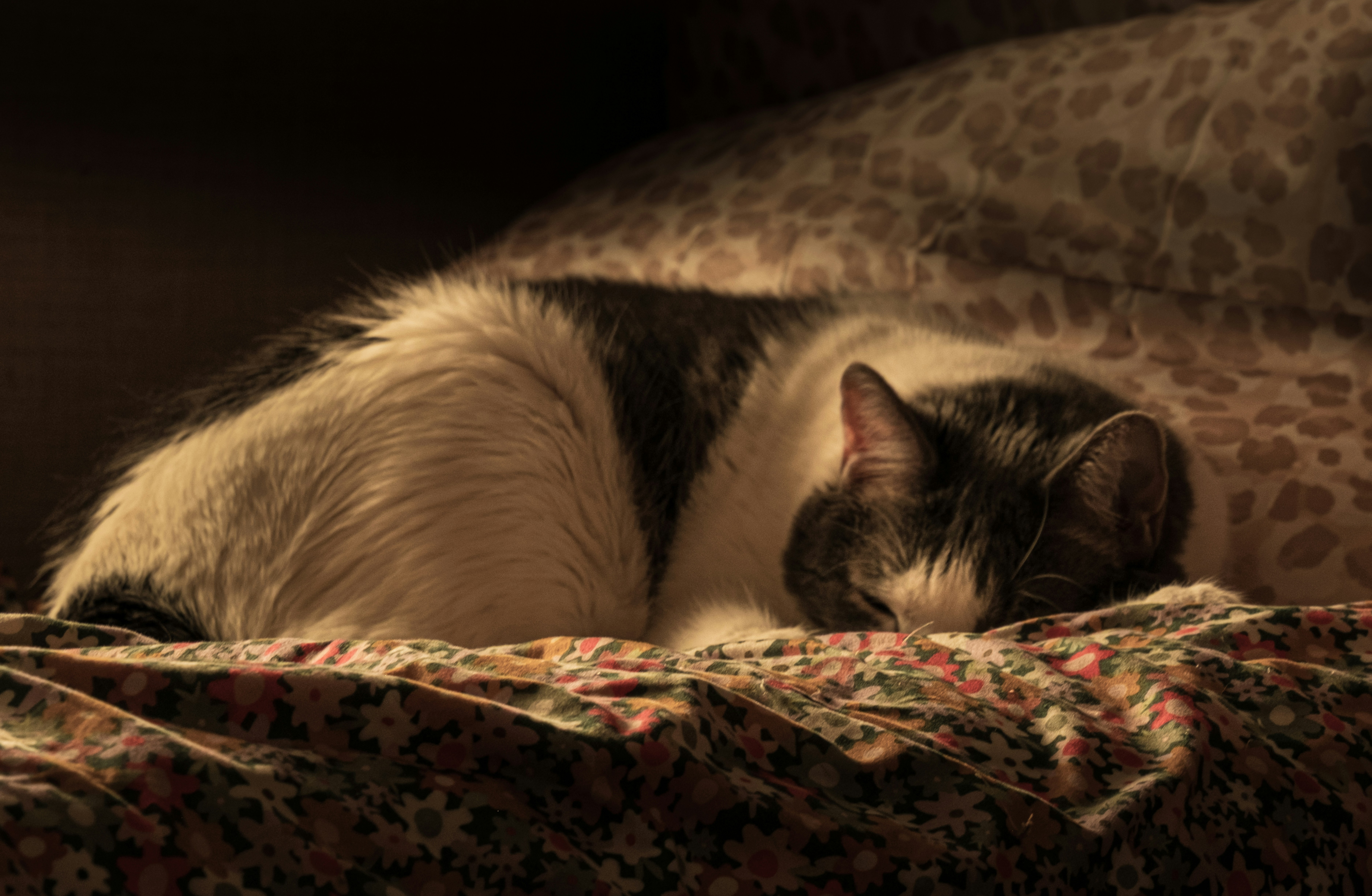 Serene Slumber: A Cat's Cozy Retreat