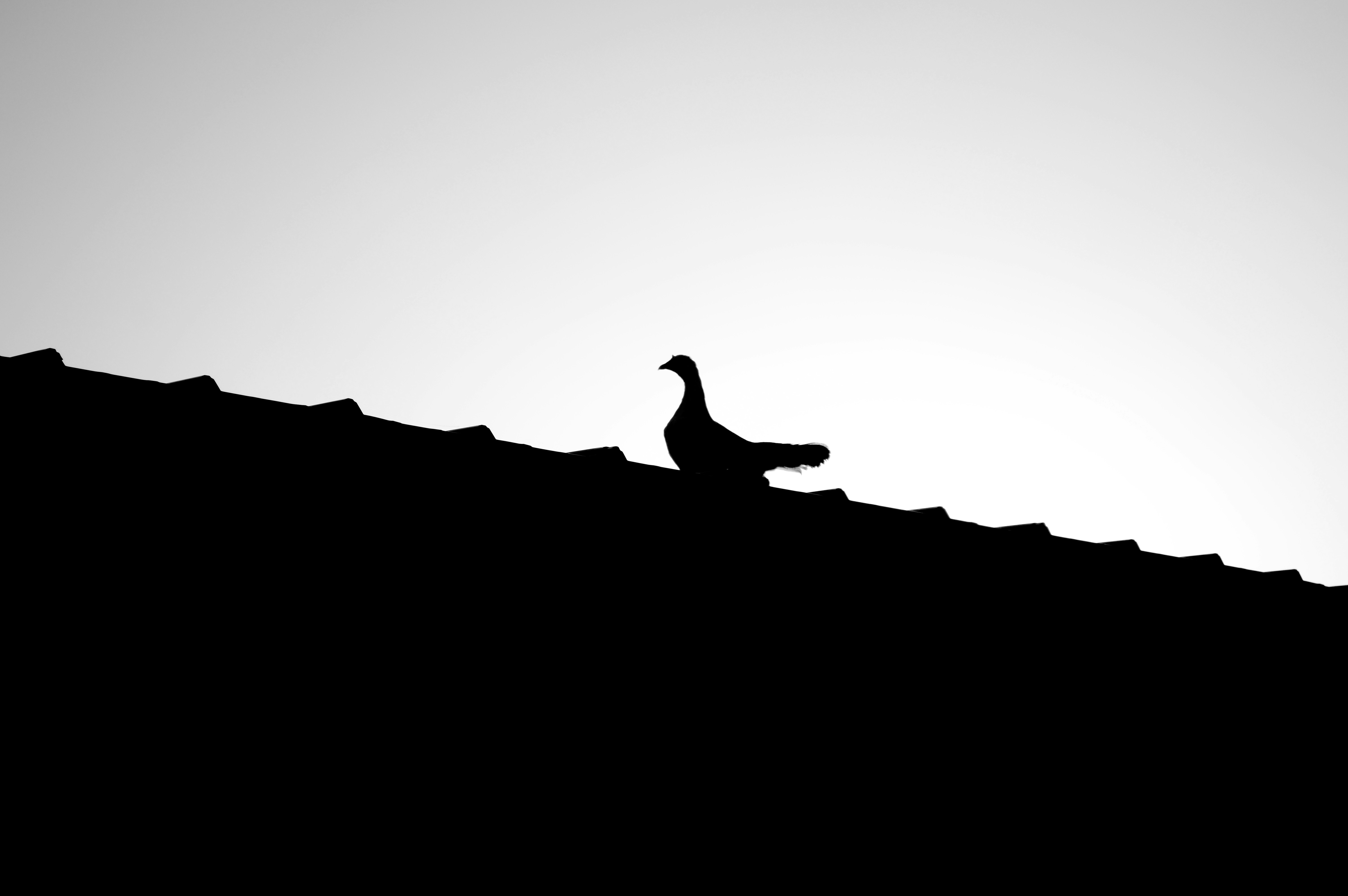 Silueta de un pájaro en una azotea al atardecer foto – Imagen de Animal ...