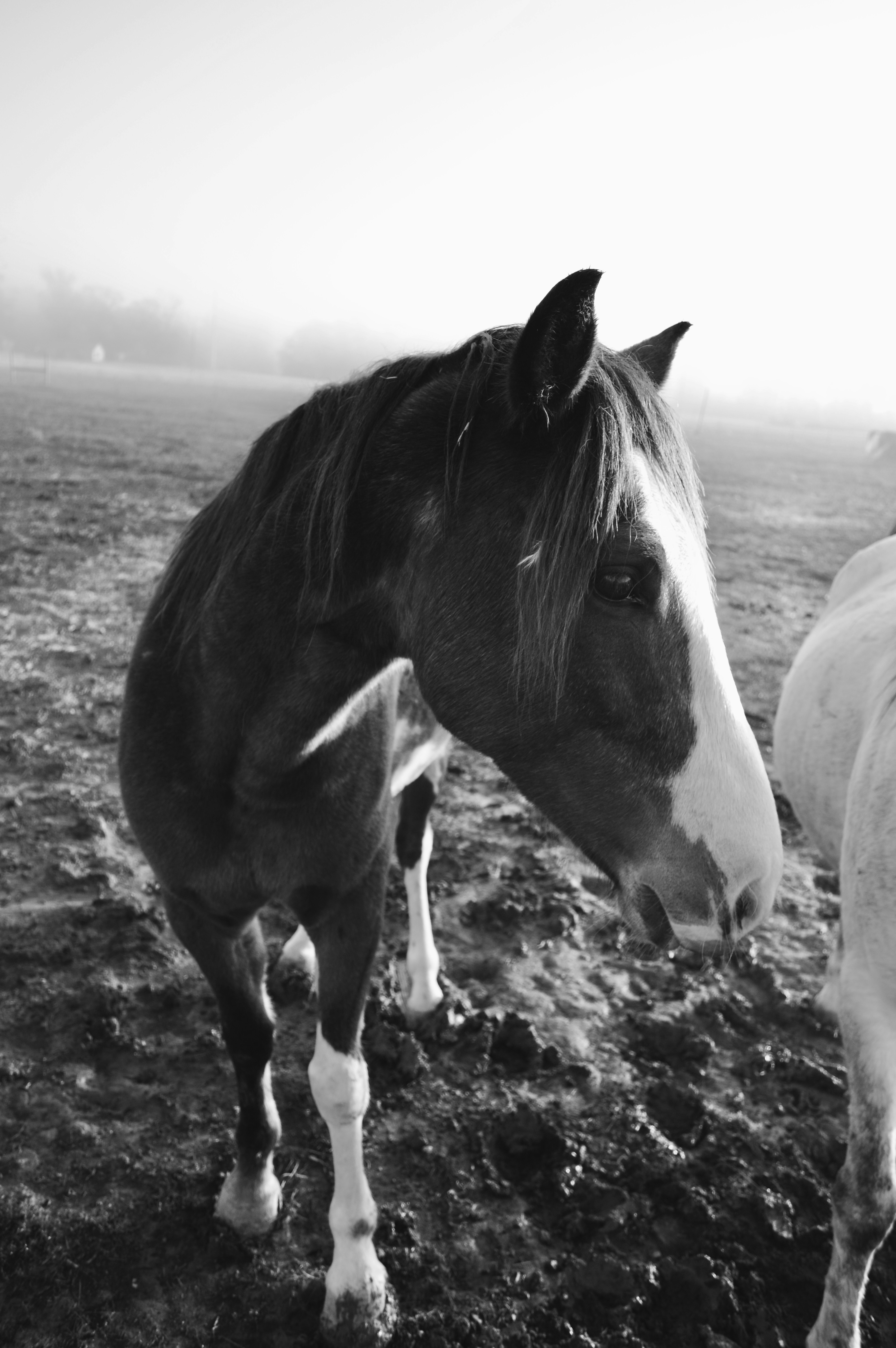Whispers of the Past: A Horse's Gaze