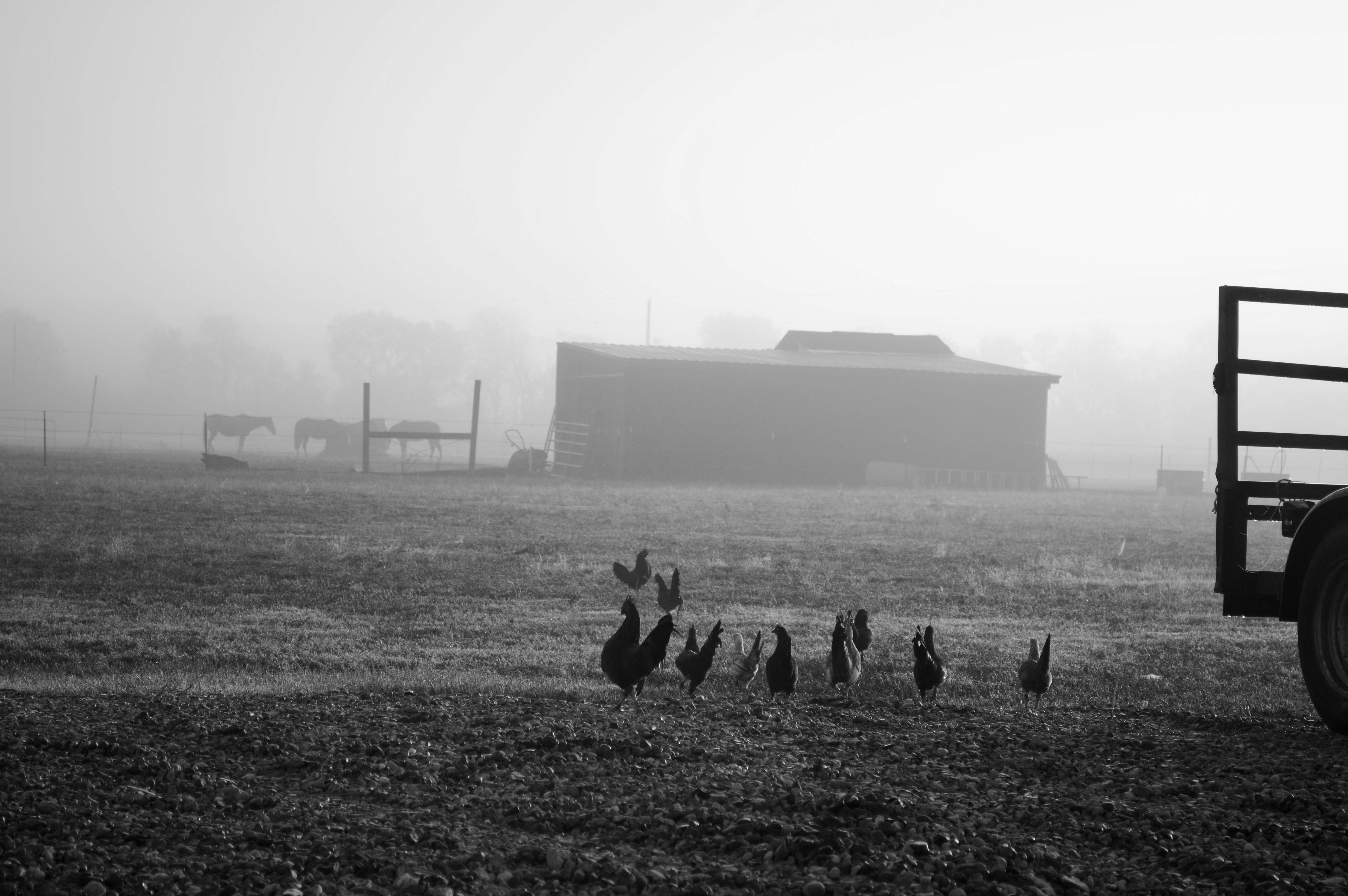 Chickens walking in a foggy farmyard with a barn. photo – Free Farm ...