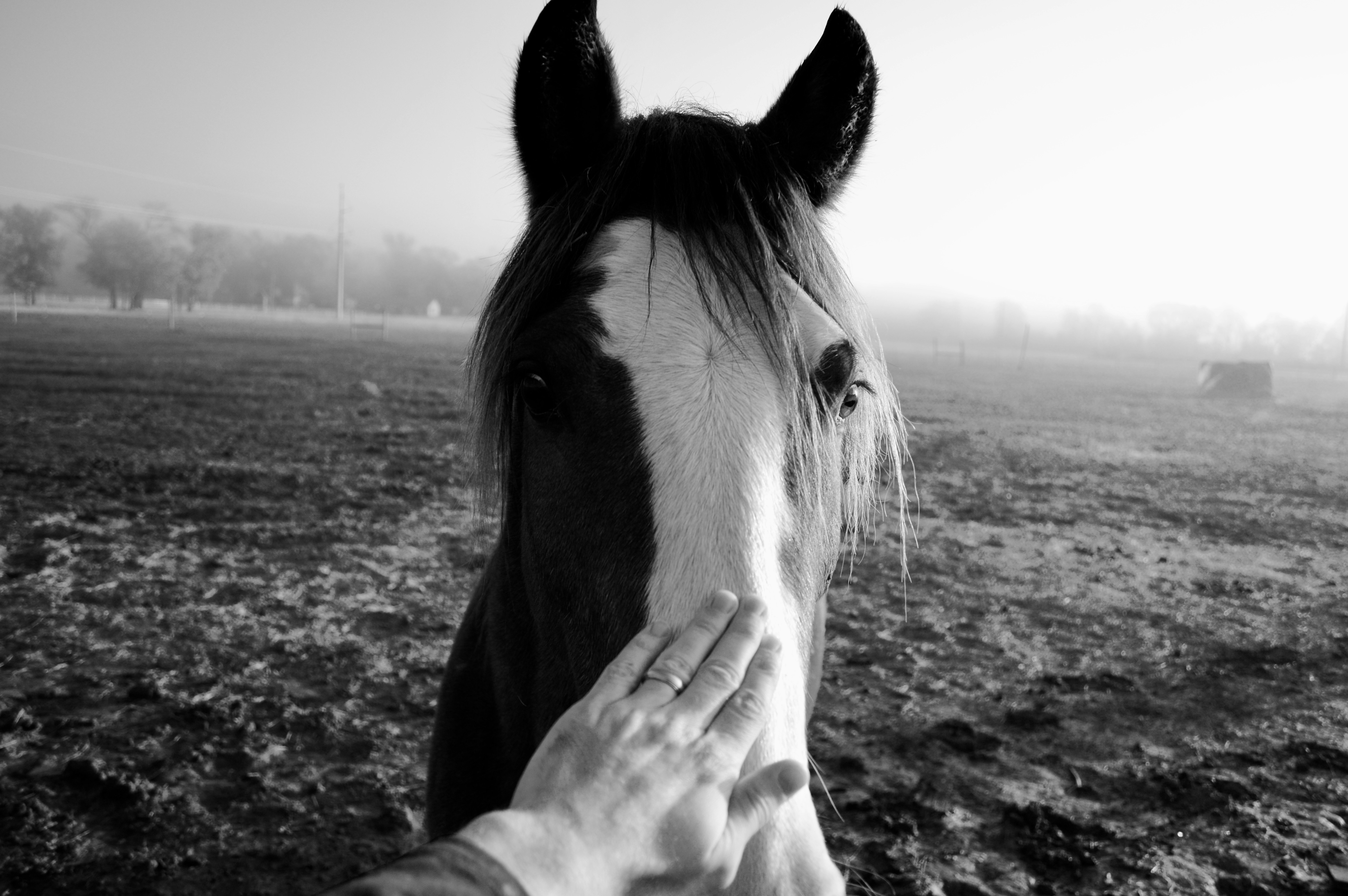 A Moment of Connection: Touching the Heart of Equine Grace