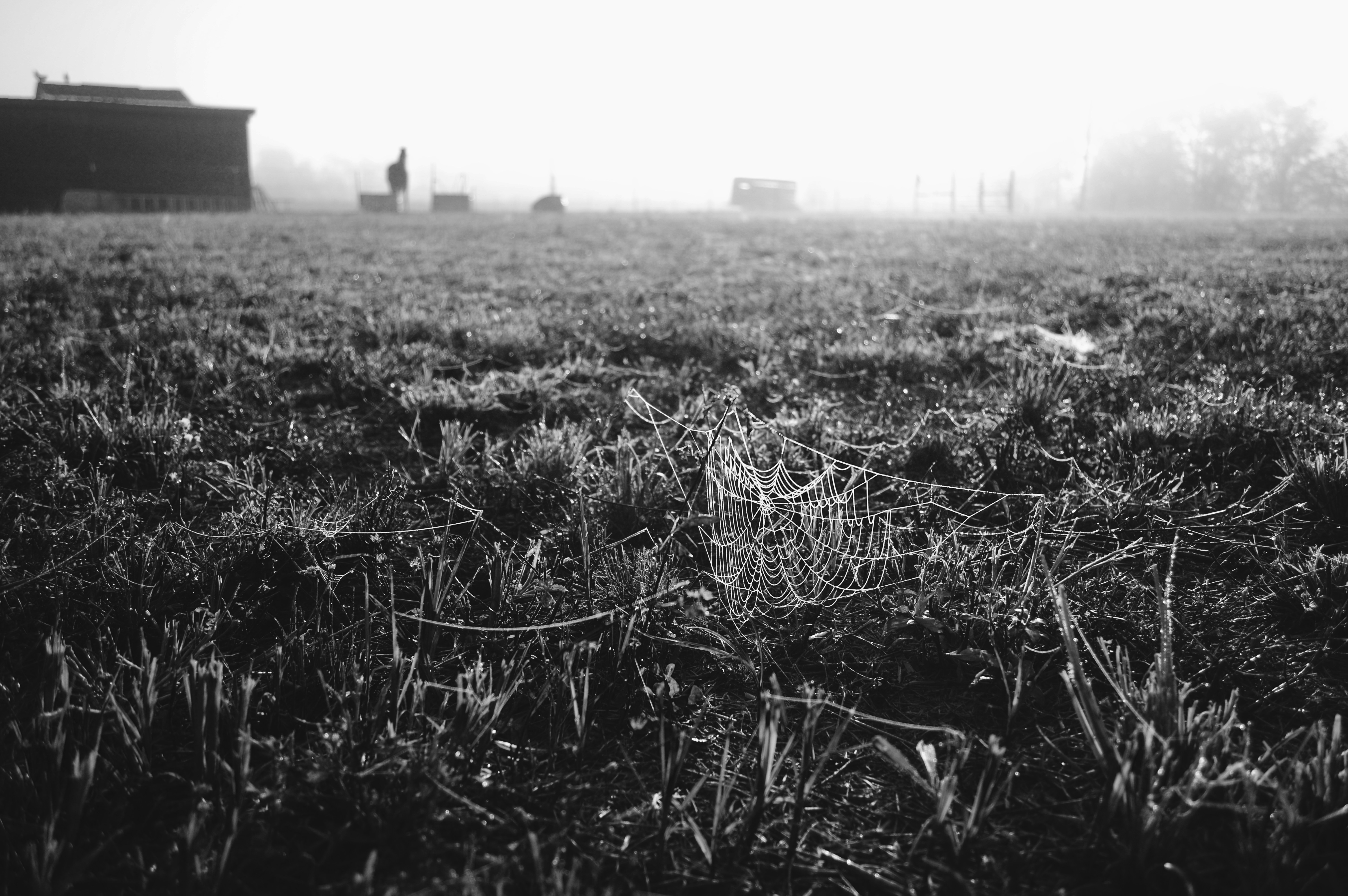 Morning Web of Grasses: A Lone Spider's Dew-Crowned Center