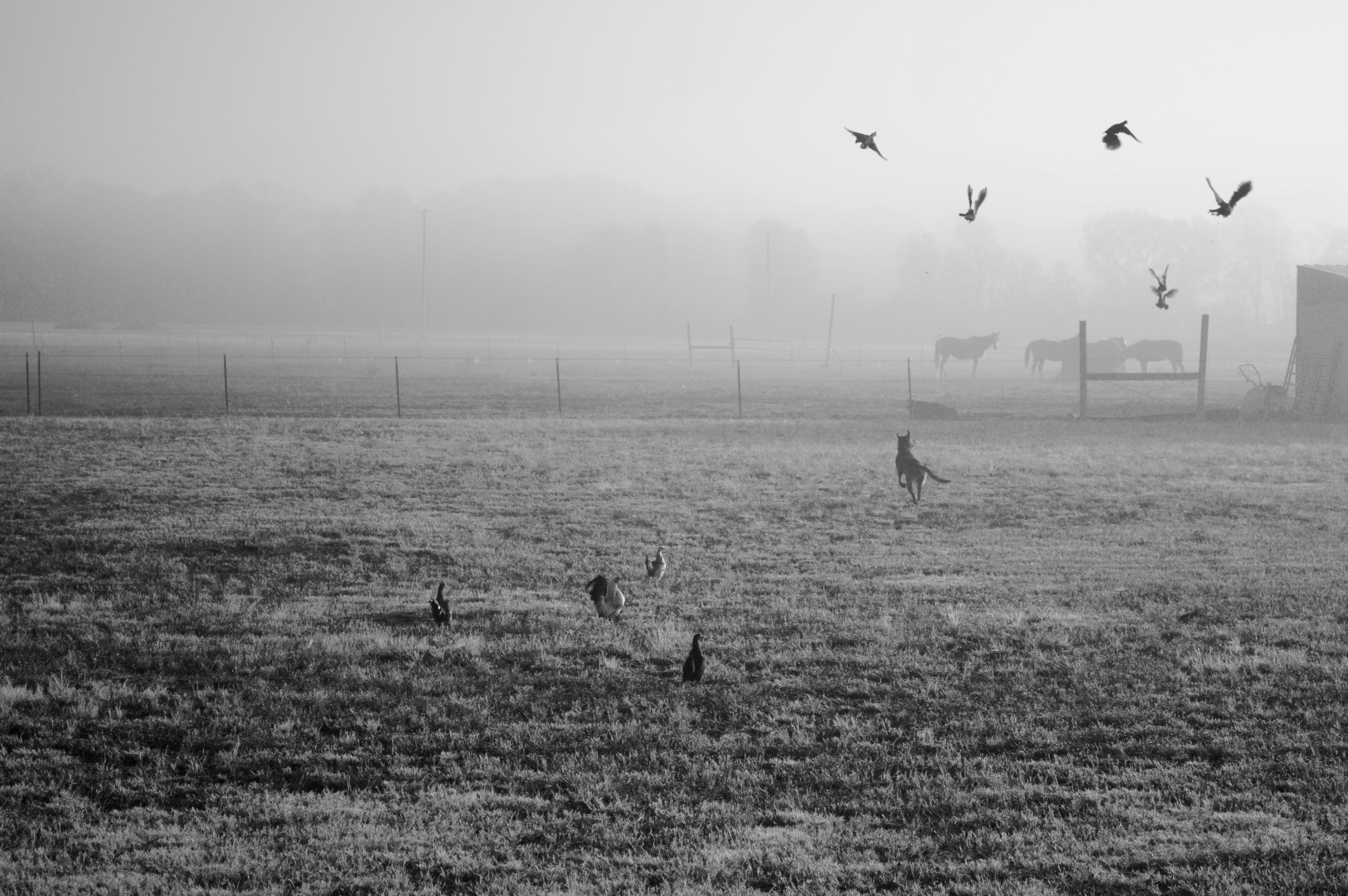 Pasture in the Mist: A Running Dog Amid a Flock in Flight