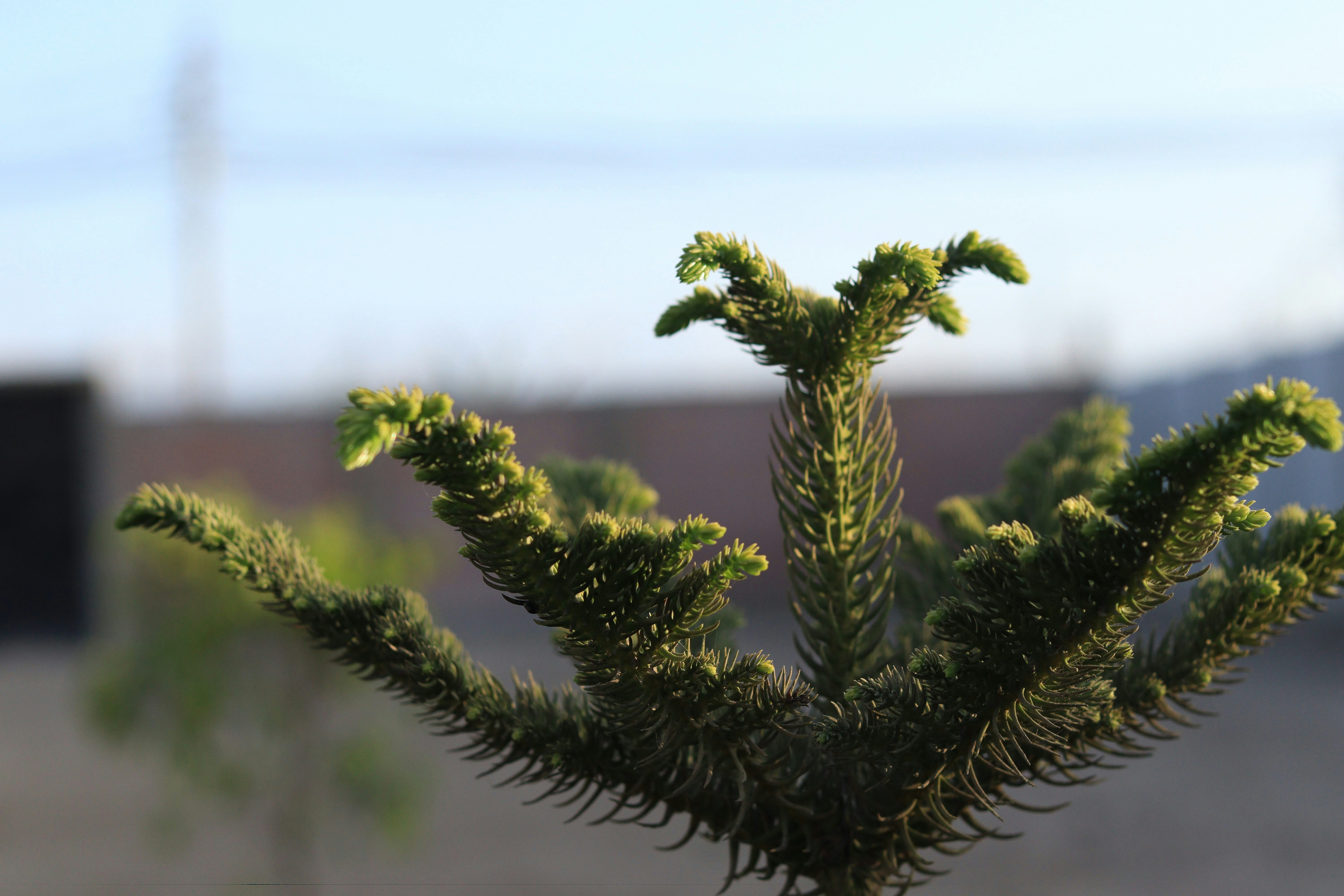 Plants | Close up of a green pine tree branch