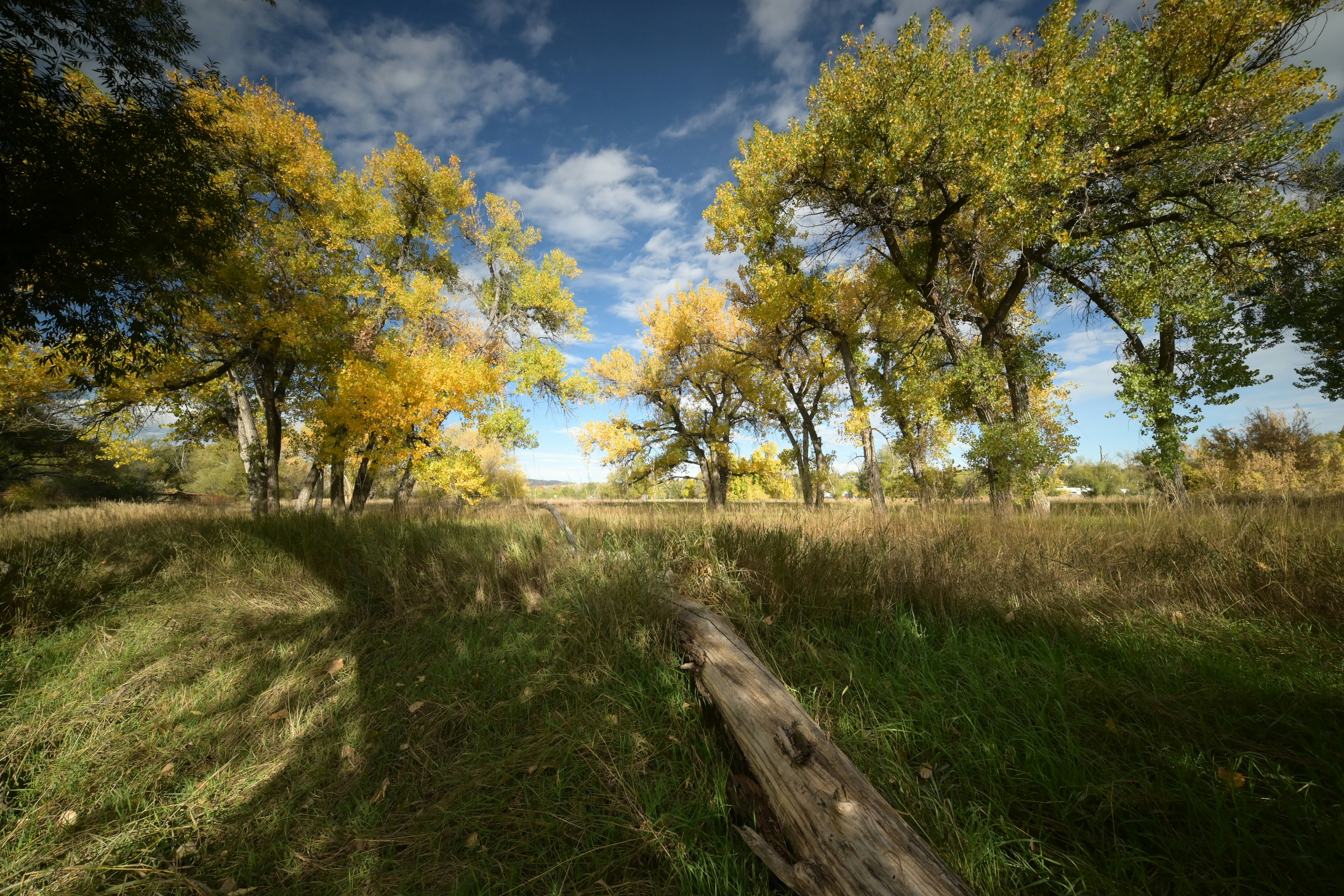 Autumn's Embrace: A Tapestry of Gold and Green