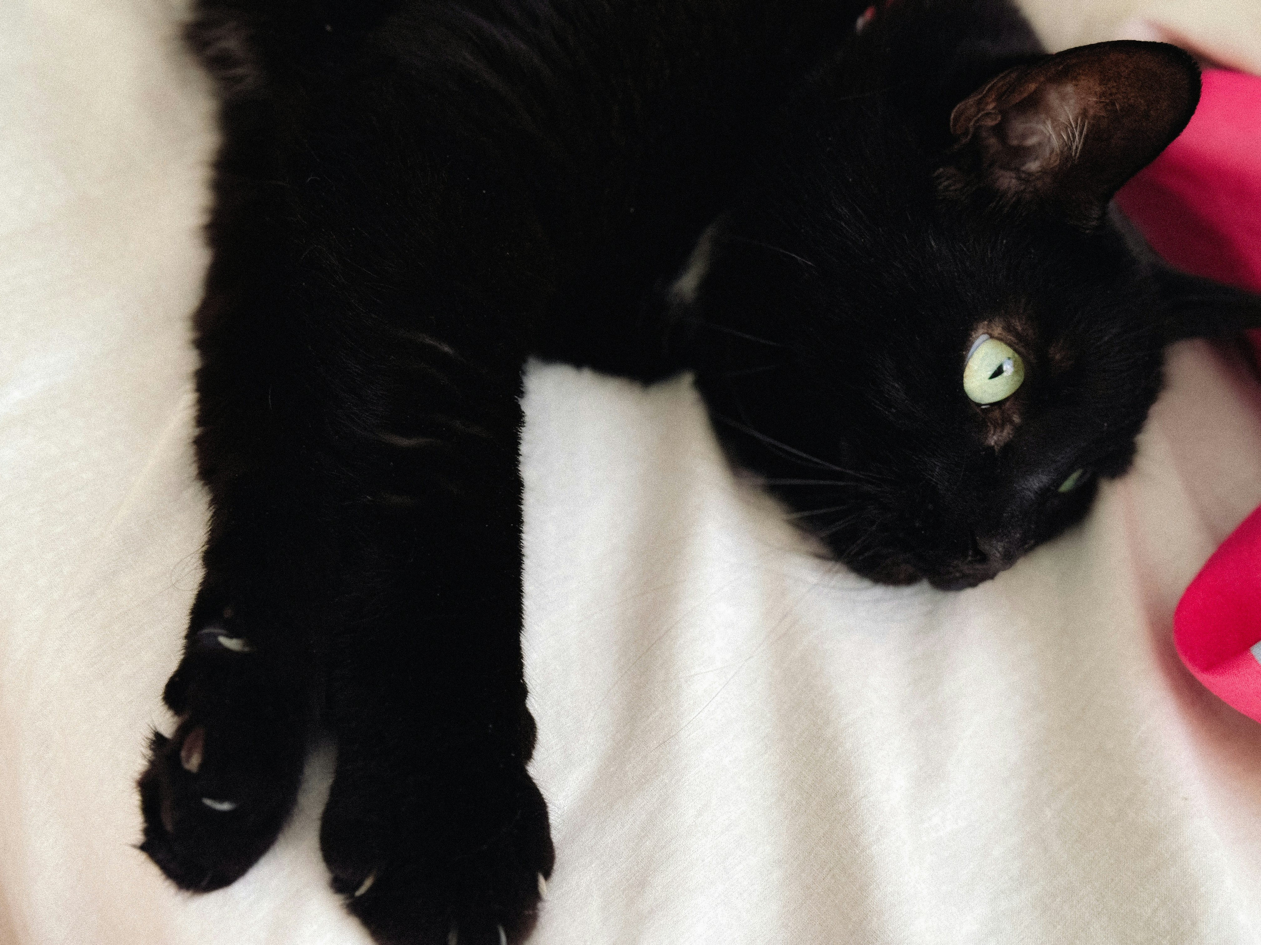 Whiskered Serenity: A Cat's Relaxed Reverie