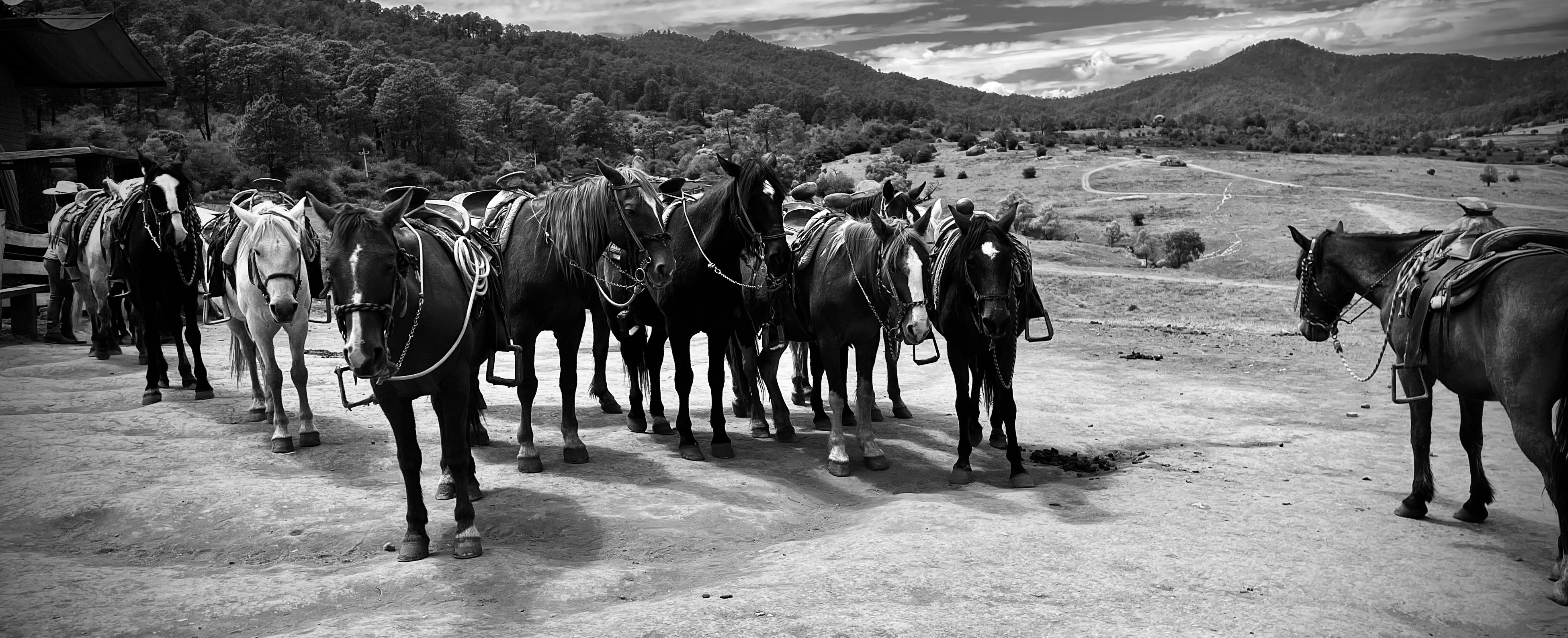 The Silent Parade of the Equine Guardians