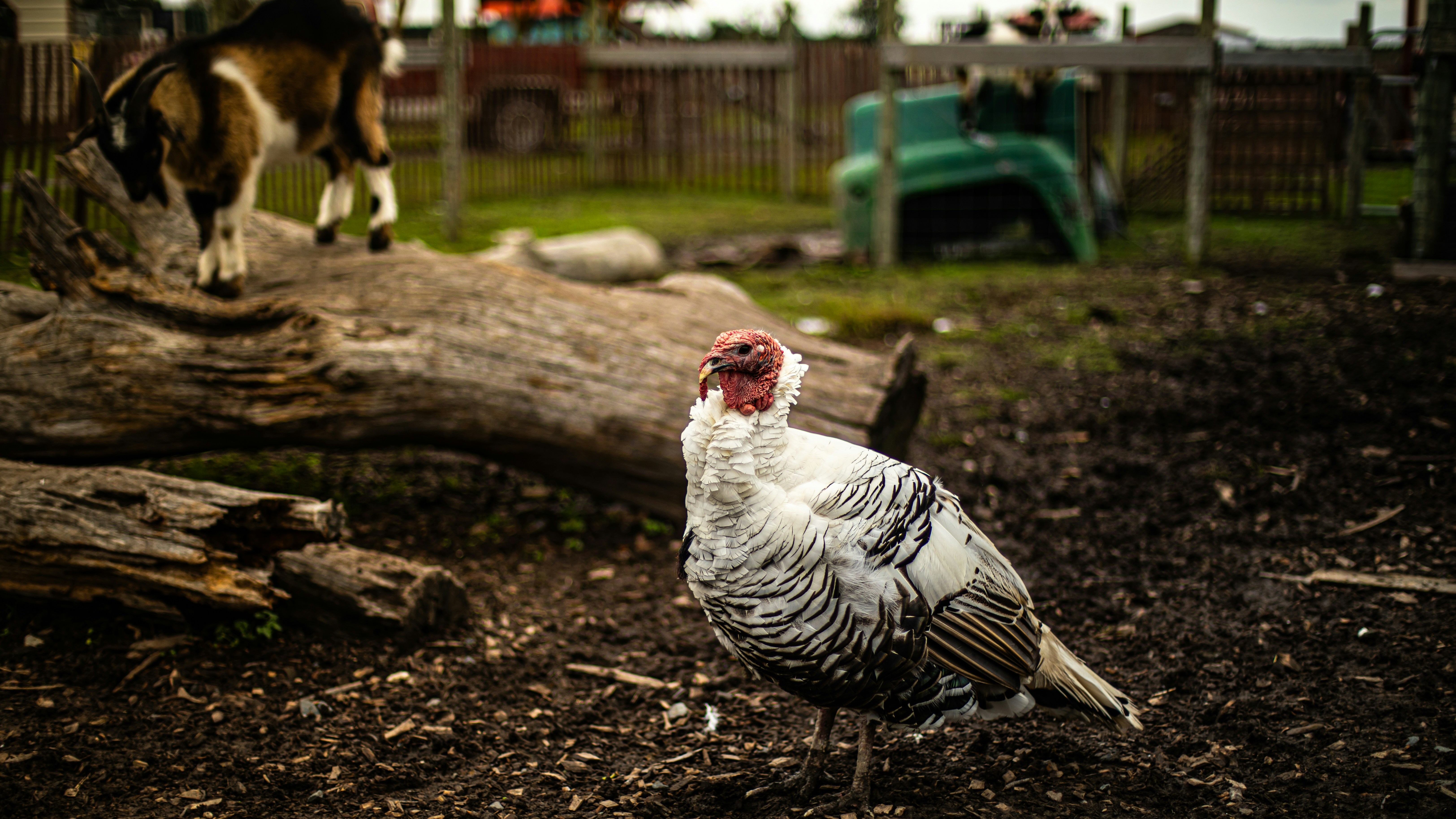 A Feathered Guardian in the Farmyard