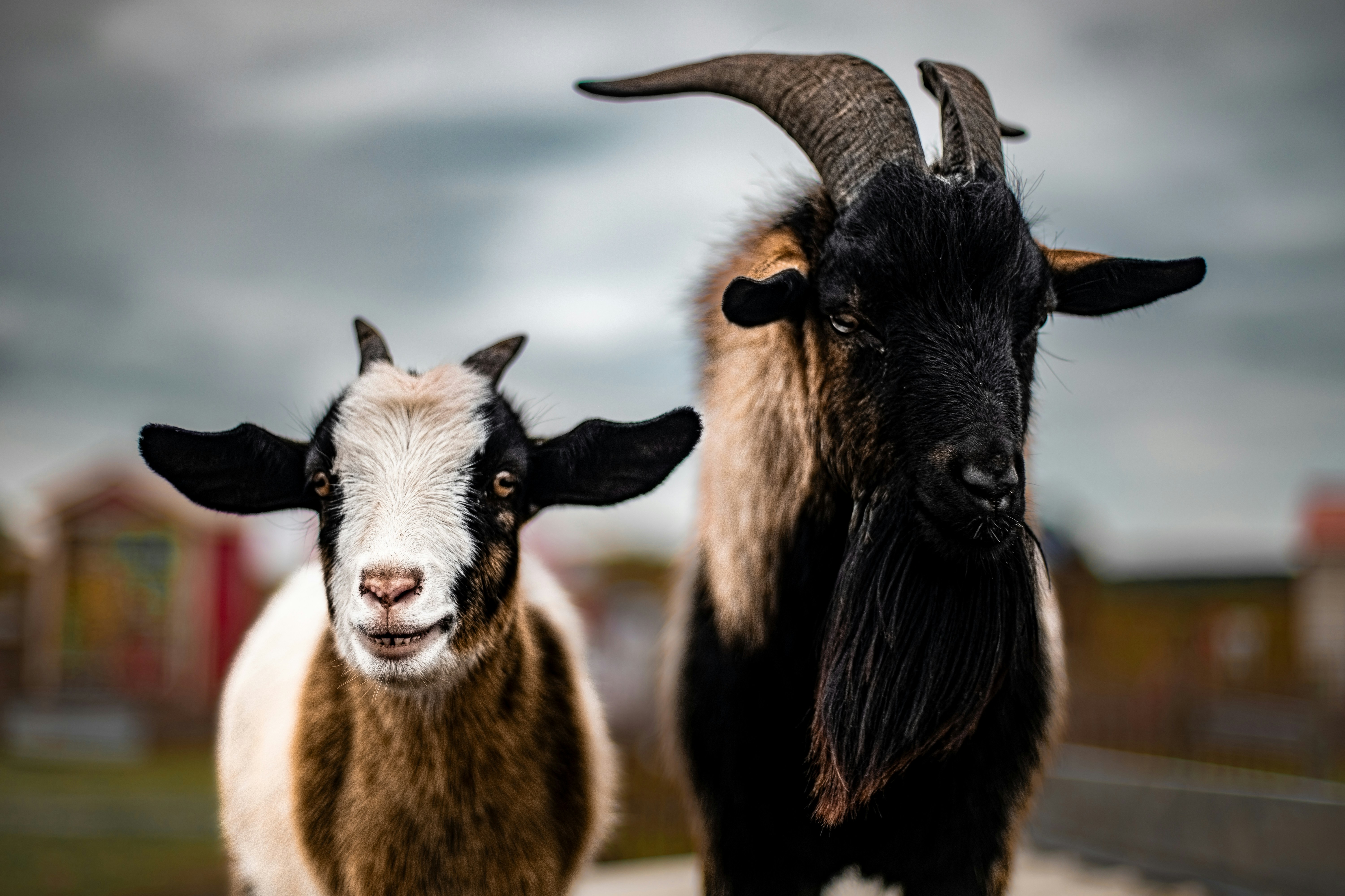 Two goats stand close together outdoors.