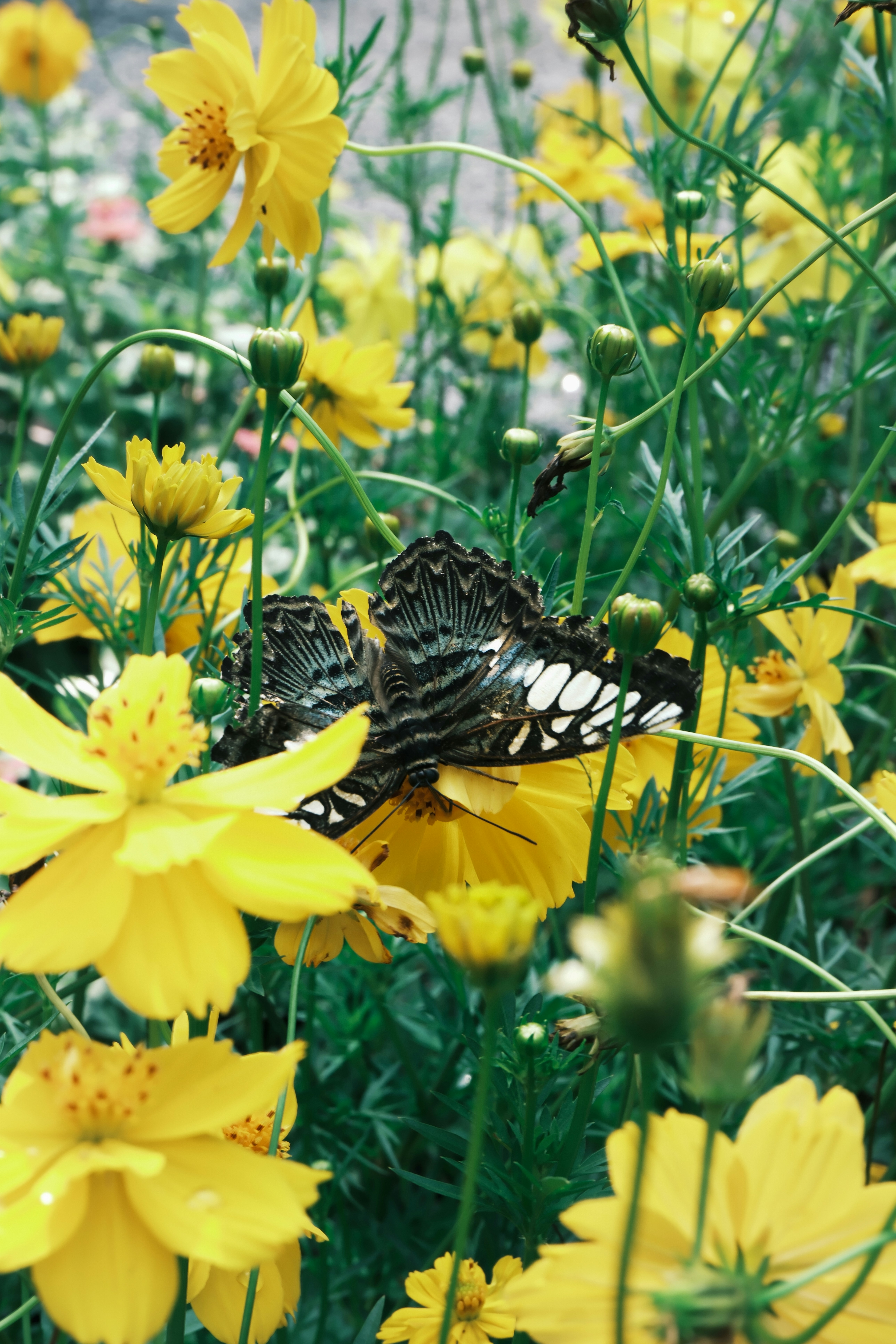 Two butterflies rest on bright yellow flowers.