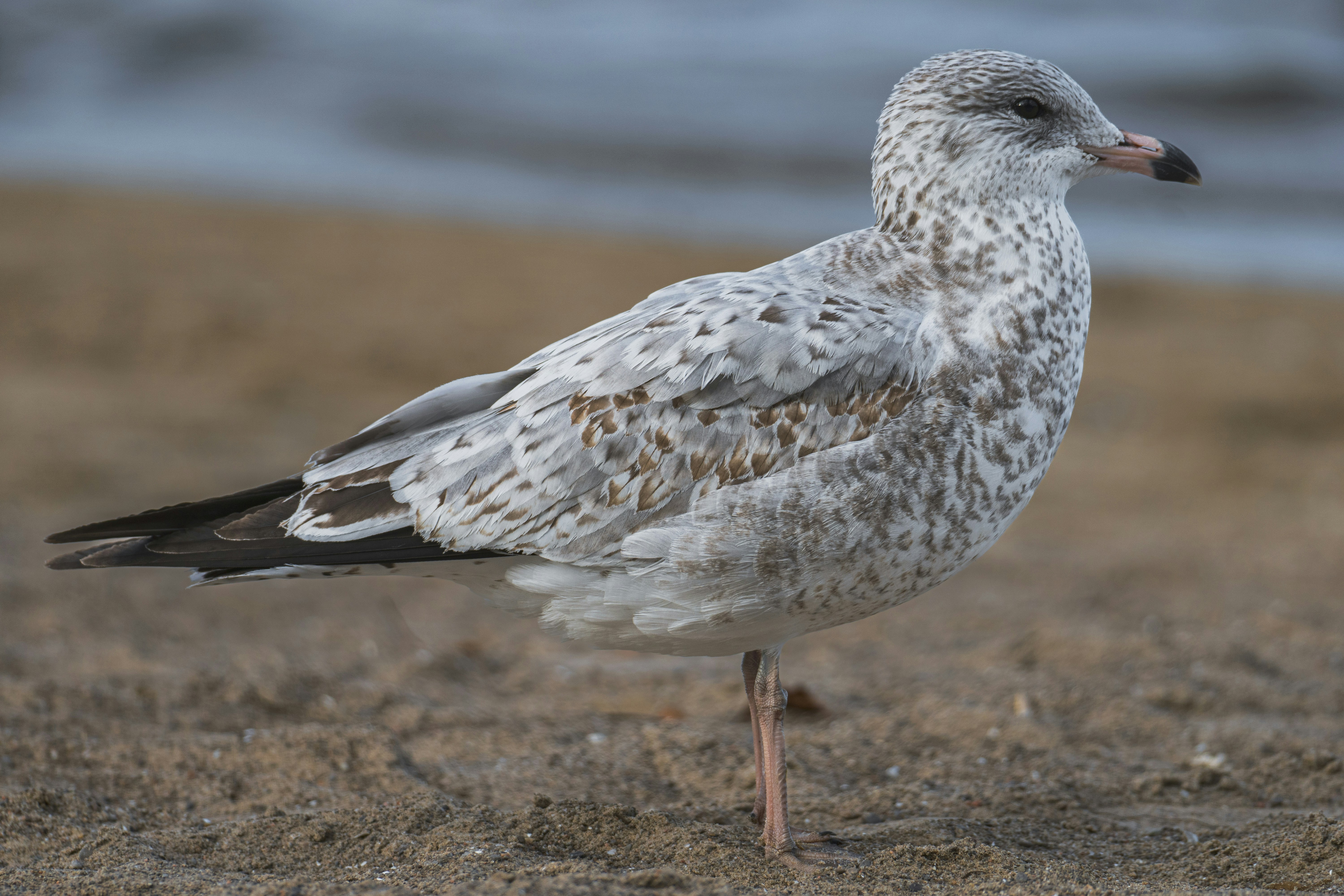 A seagull stands on a sandy beach.