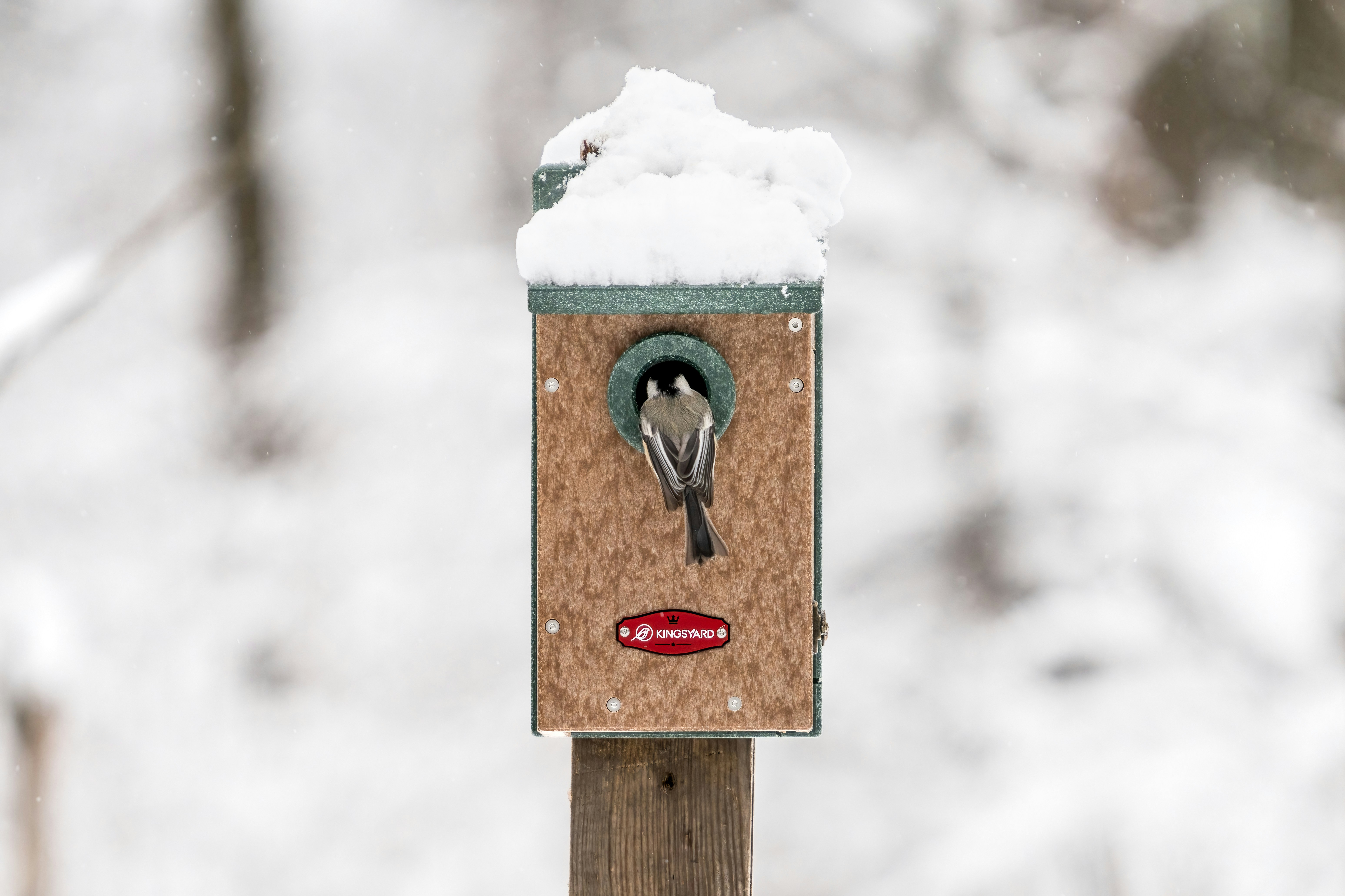 Winter's Watch: A Feathered Sentinel