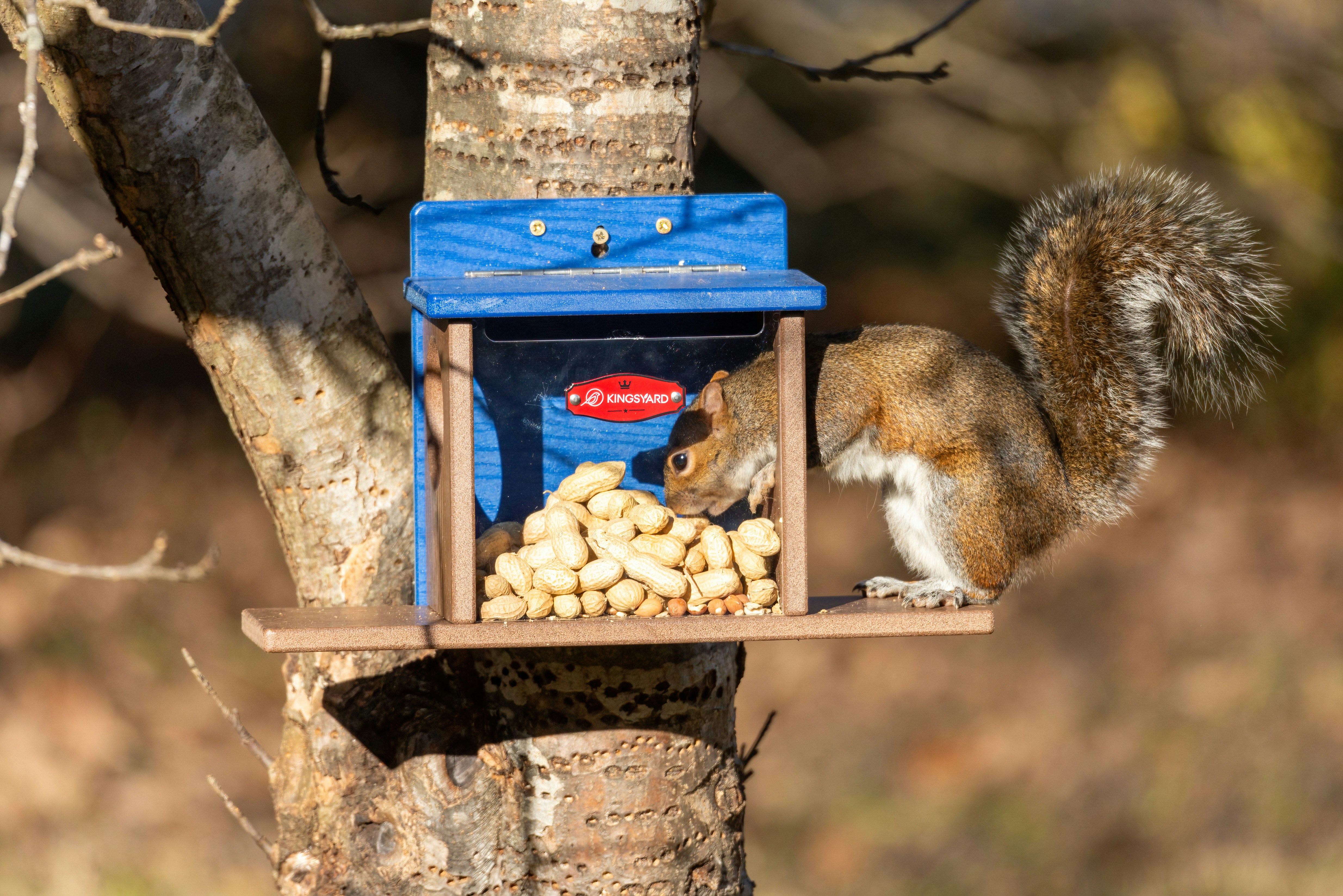 Kingsyard Recycled Plastic Squirrel Feeder Box | A squirrel eats peanuts from a blue bird feeder.