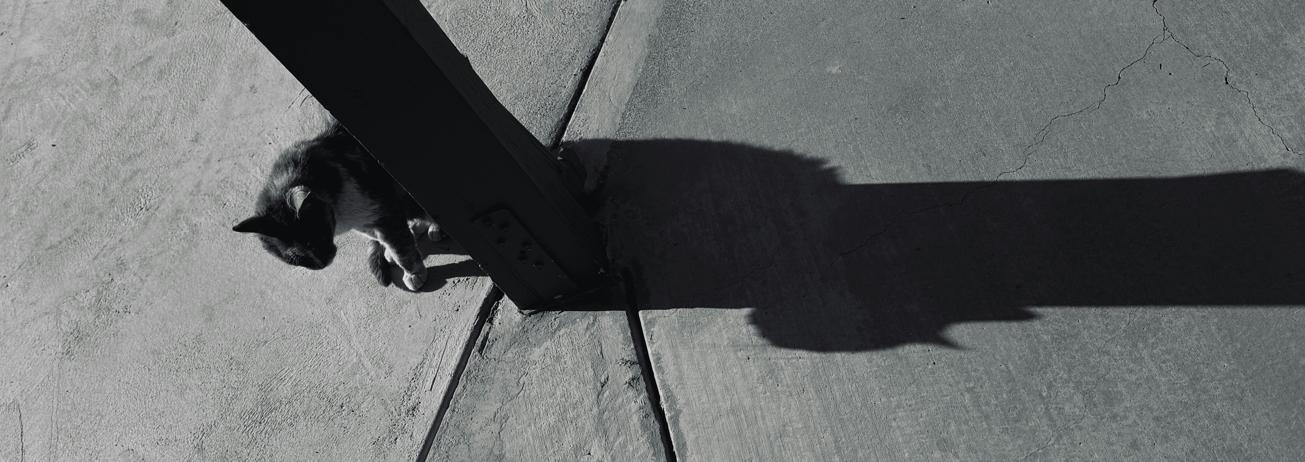 A black cat walks under a dark structure.