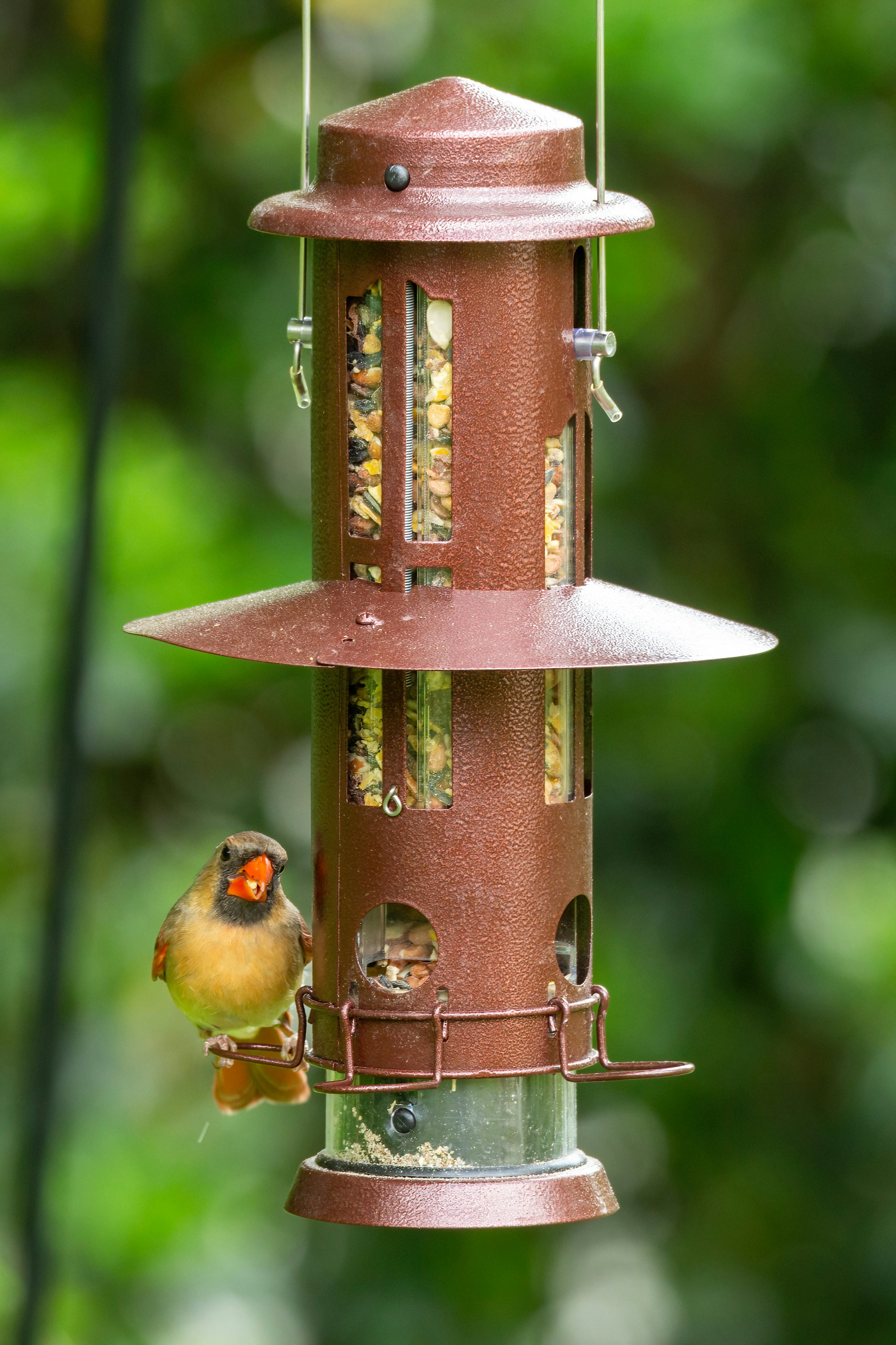 A vibrant cardinal perched on a bird feeder, surrounded by a lush green backdrop. The feeder is filled with seeds, attracting local wildlife.