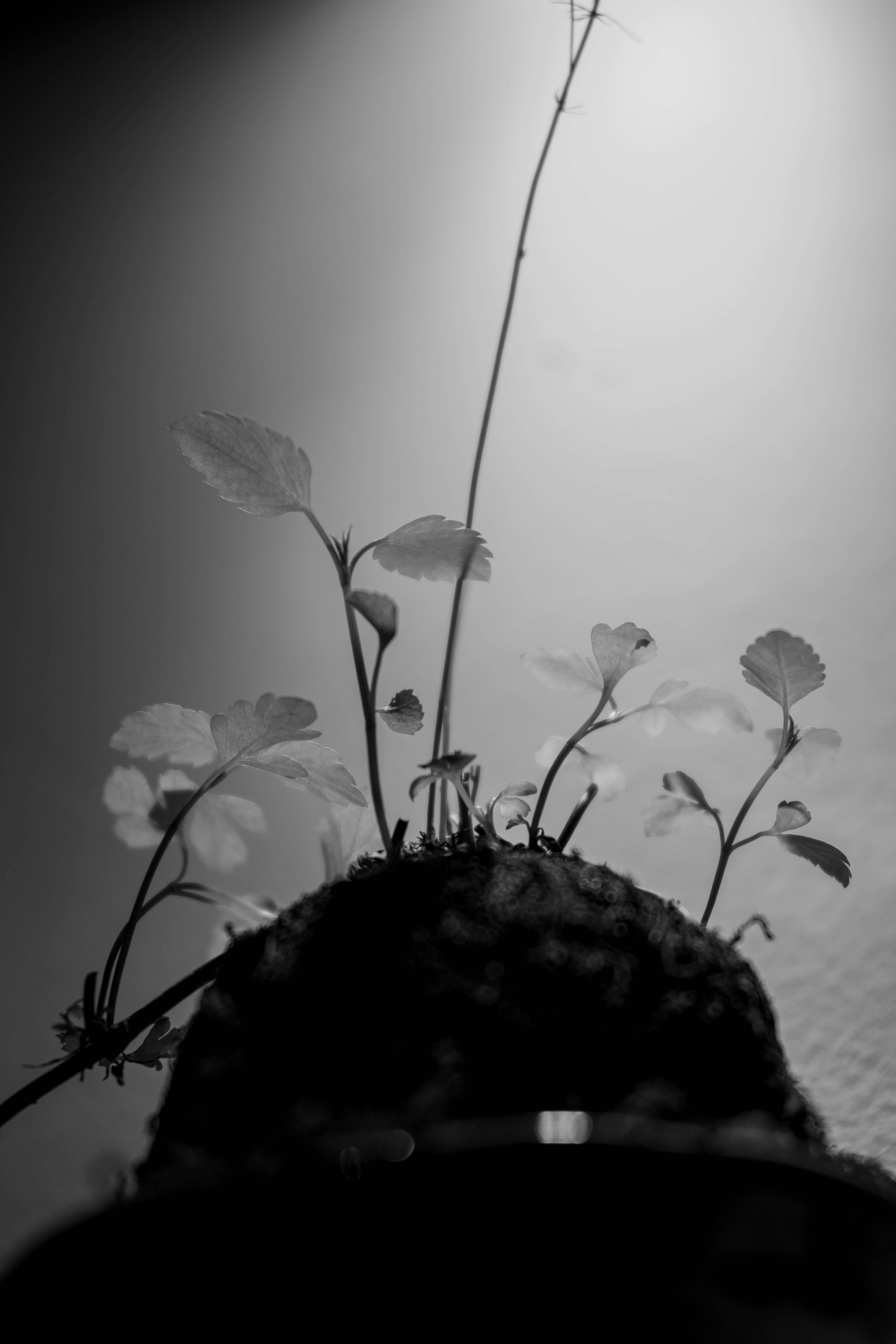 Small plants growing from a dark mound