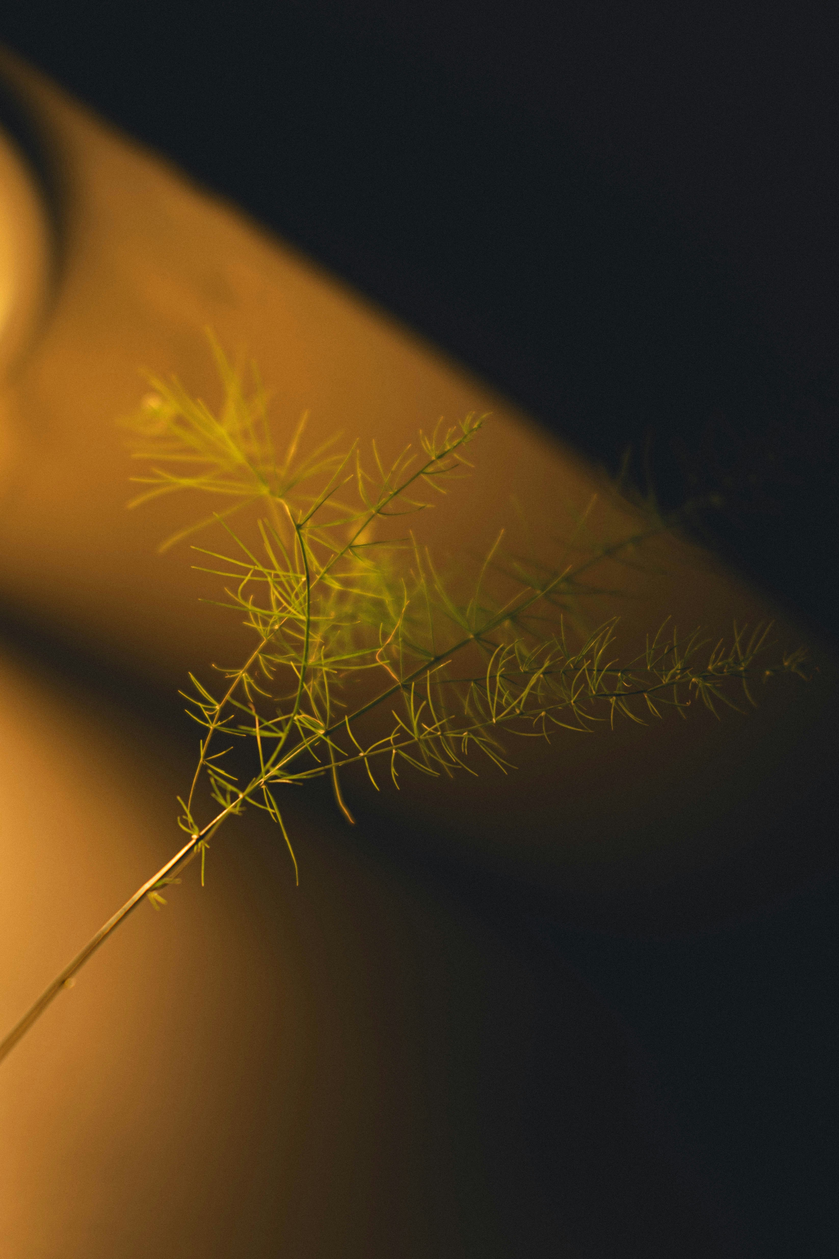 Delicate green fern frond illuminated by warm light