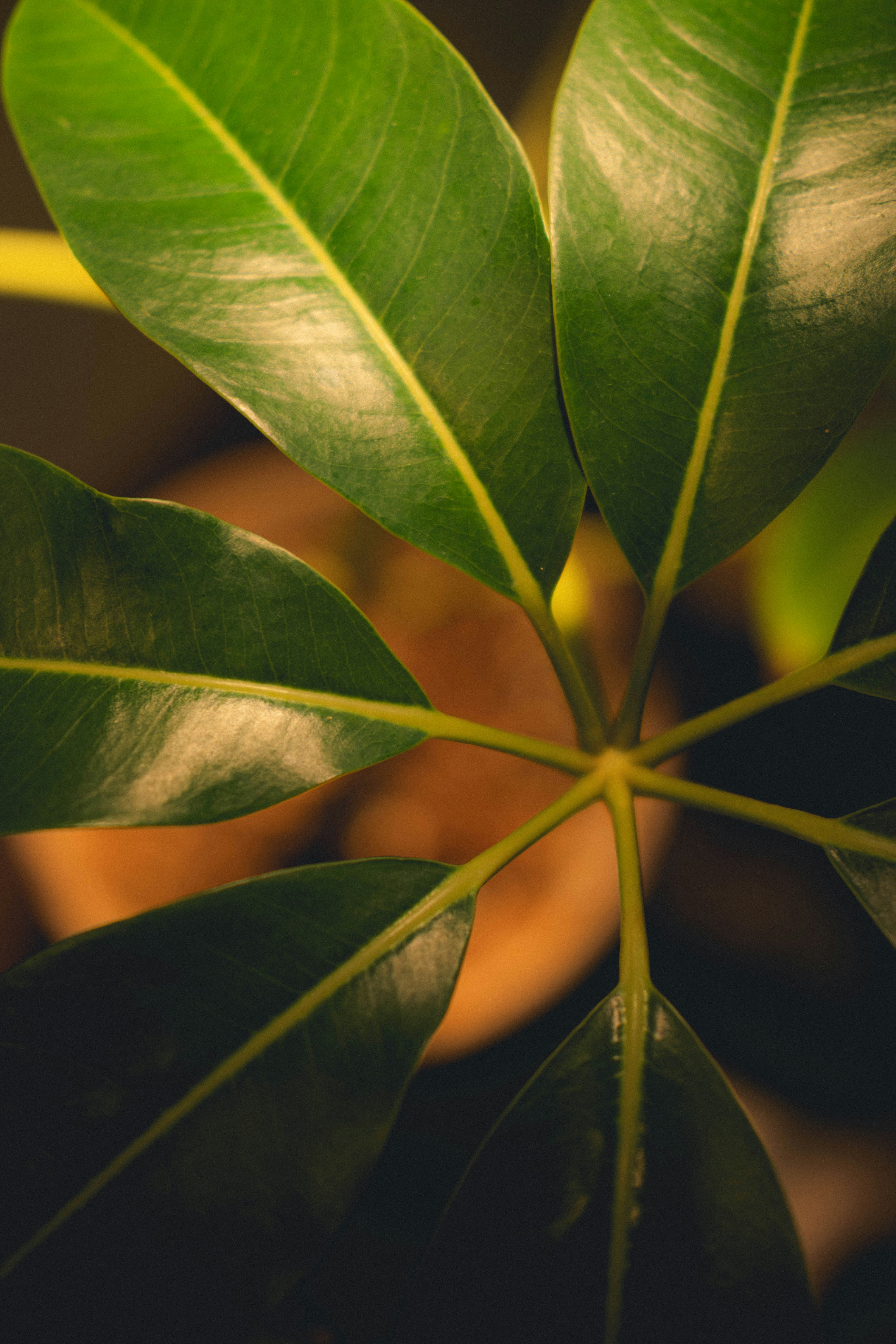 Close-up of lush green leaves with yellow veins.